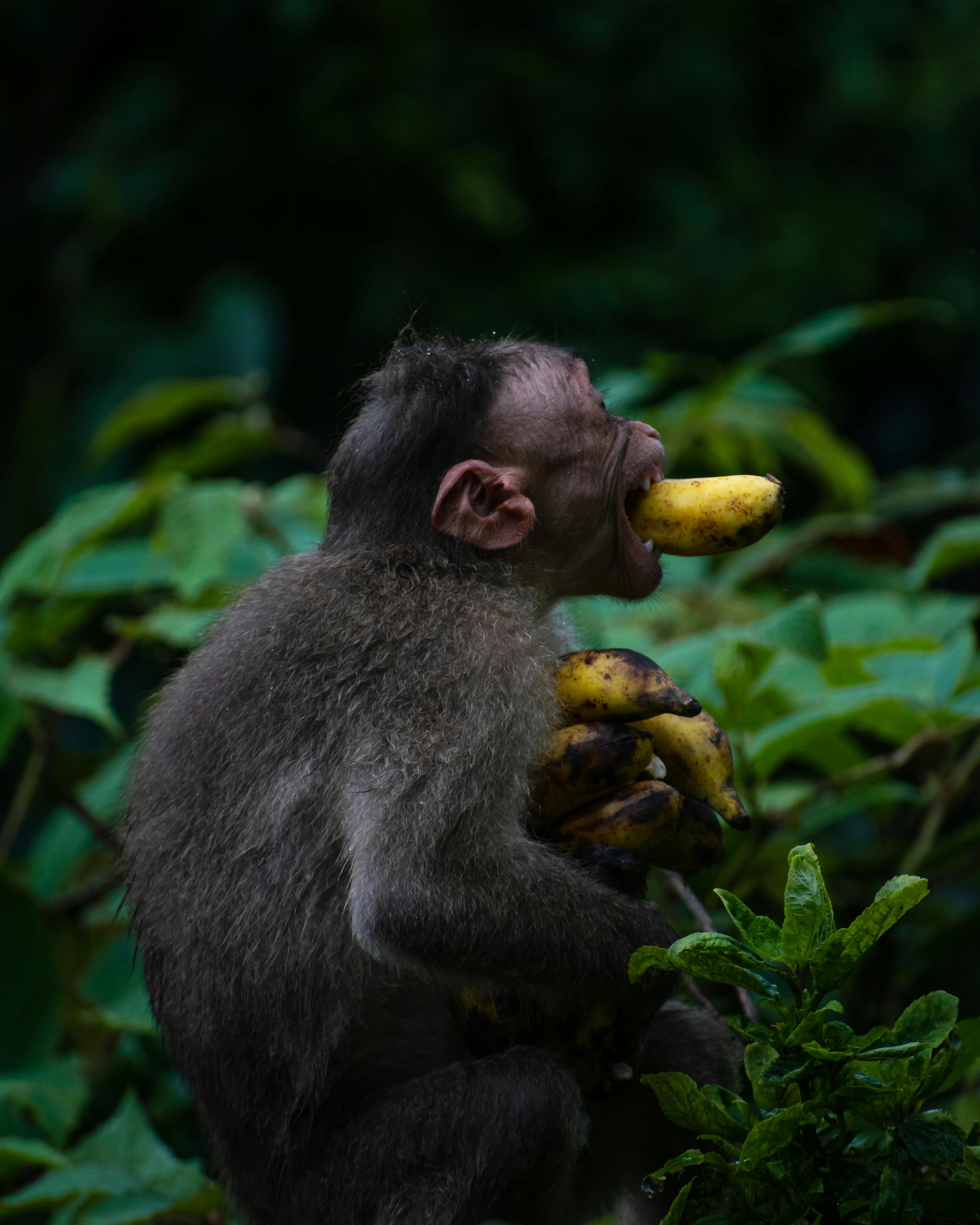 Foto de stock gratuita sobre animal, bosque, comer, fauna, fotografía de vida salvaje, jungla ...