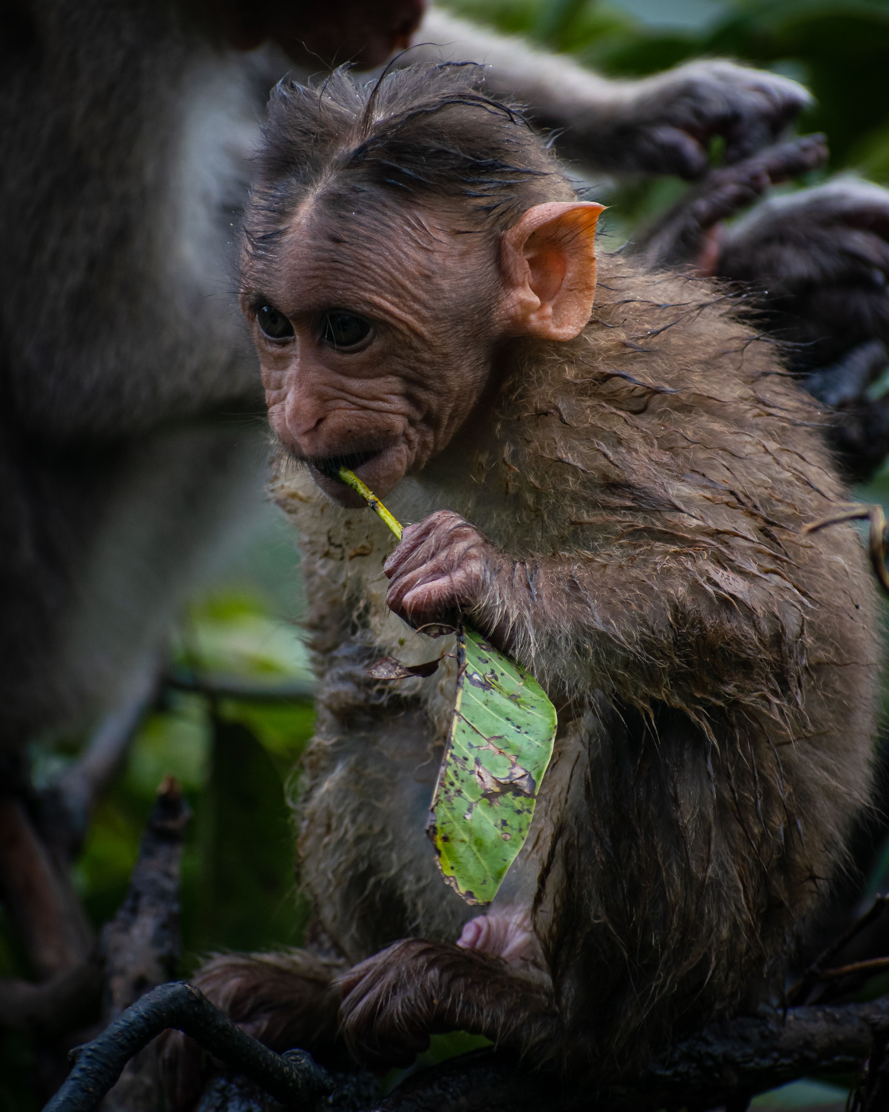 Little Monkey in a Jungle · Free Stock Photo