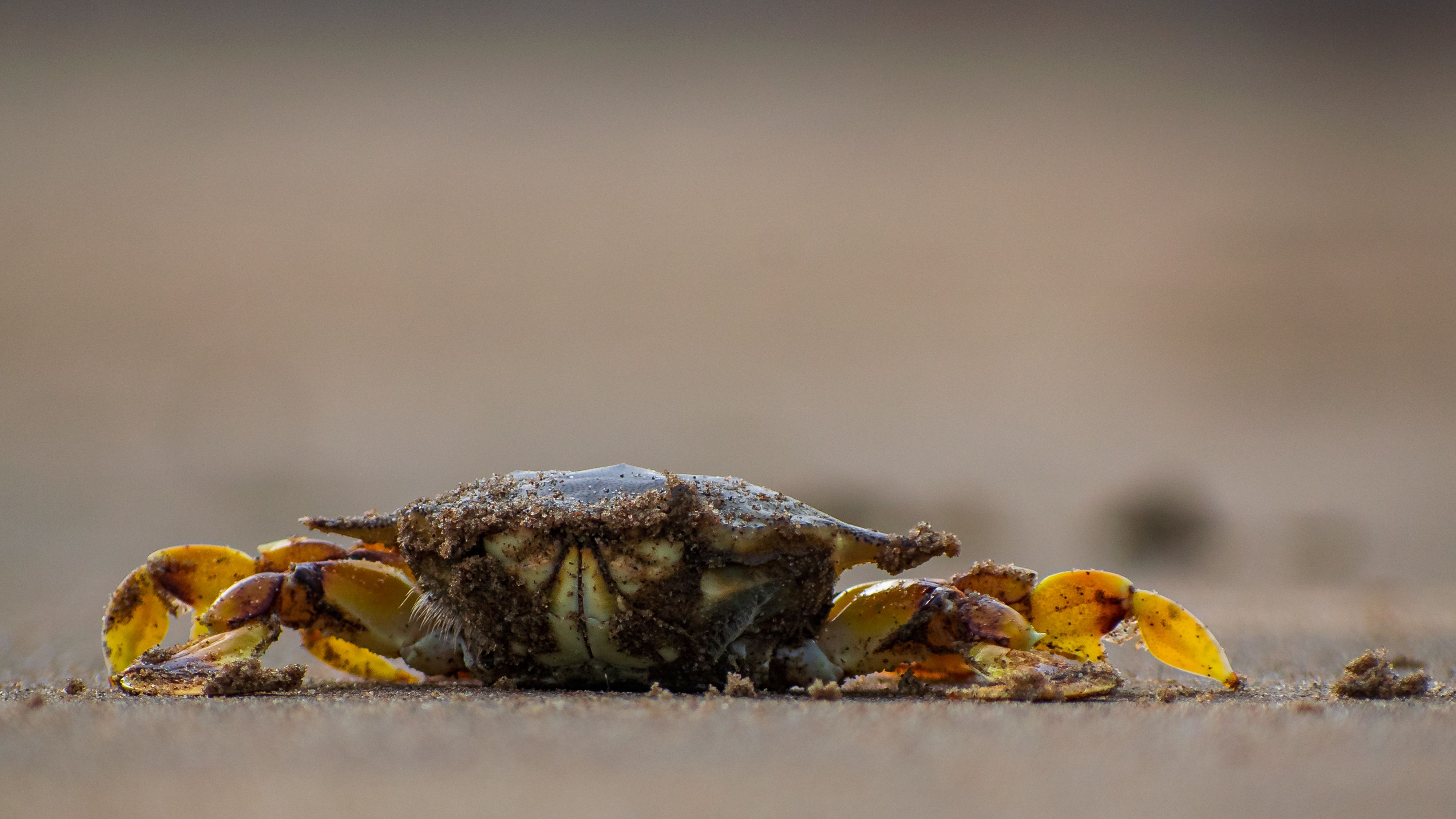 Photo gratuite de animal, crabe, faune, photographie de la faune, plage ...