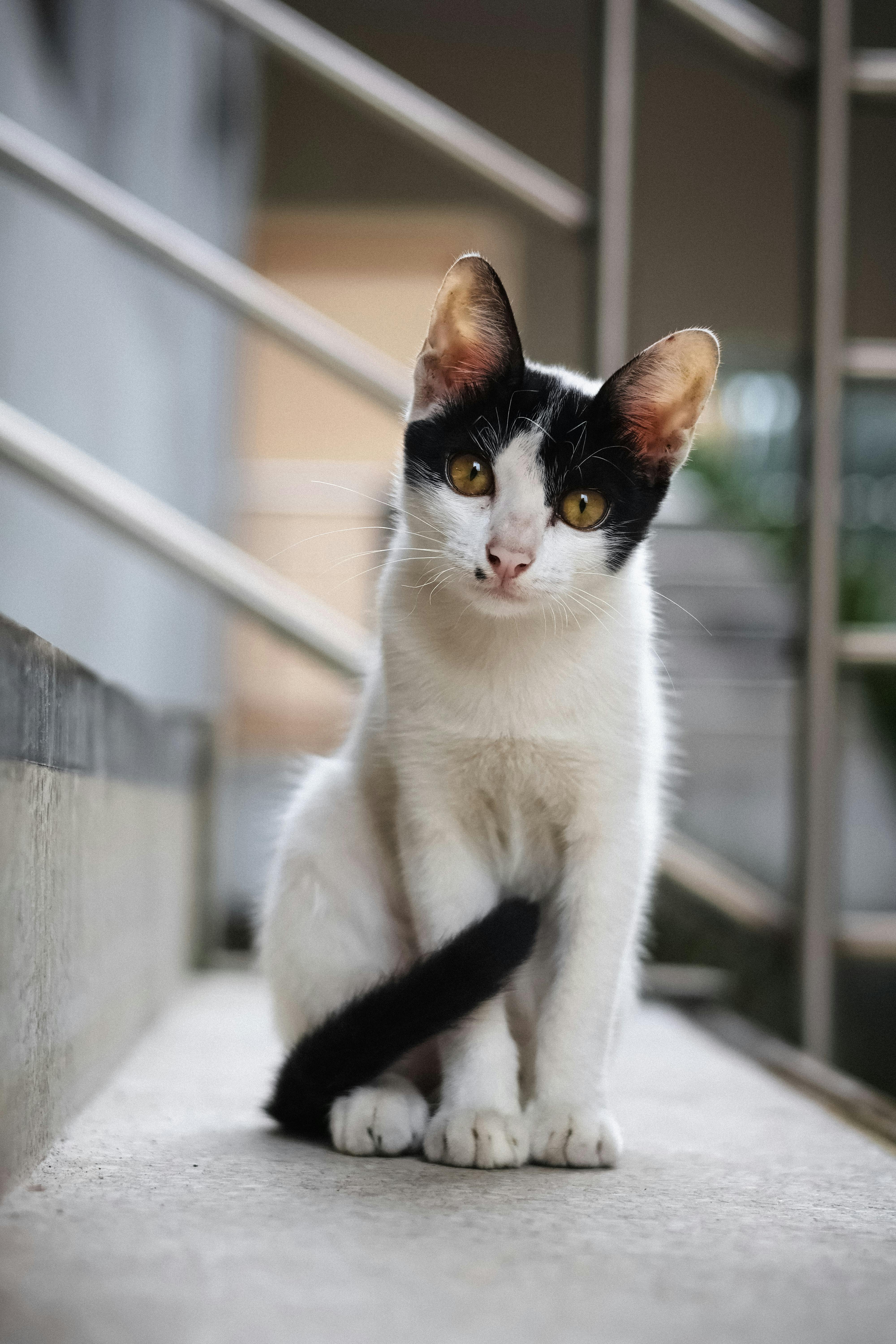 Cat Sitting on Stairs · Free Stock Photo