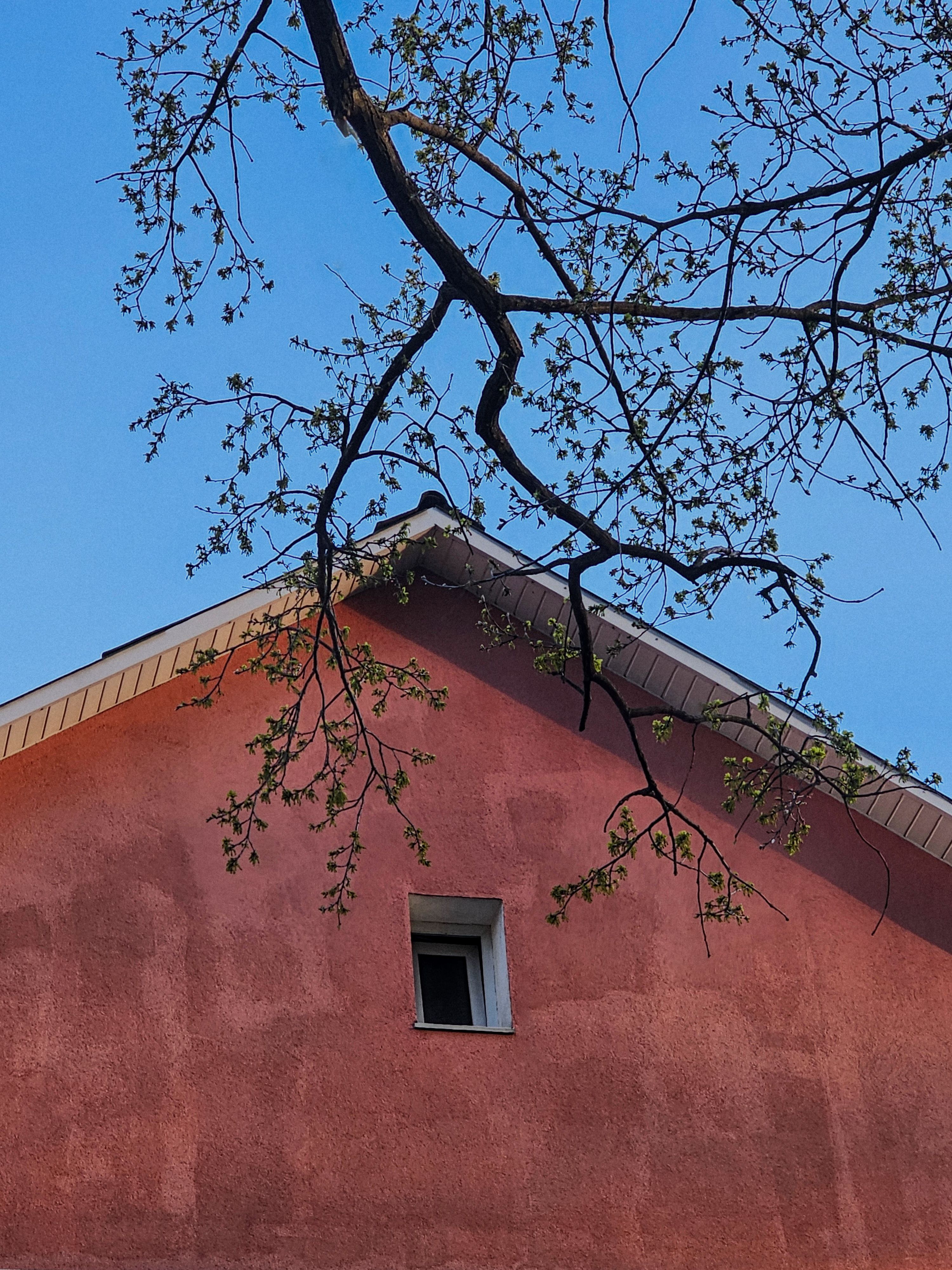Tree Branch in front of Red House against Blue Sky · Free Stock Photo