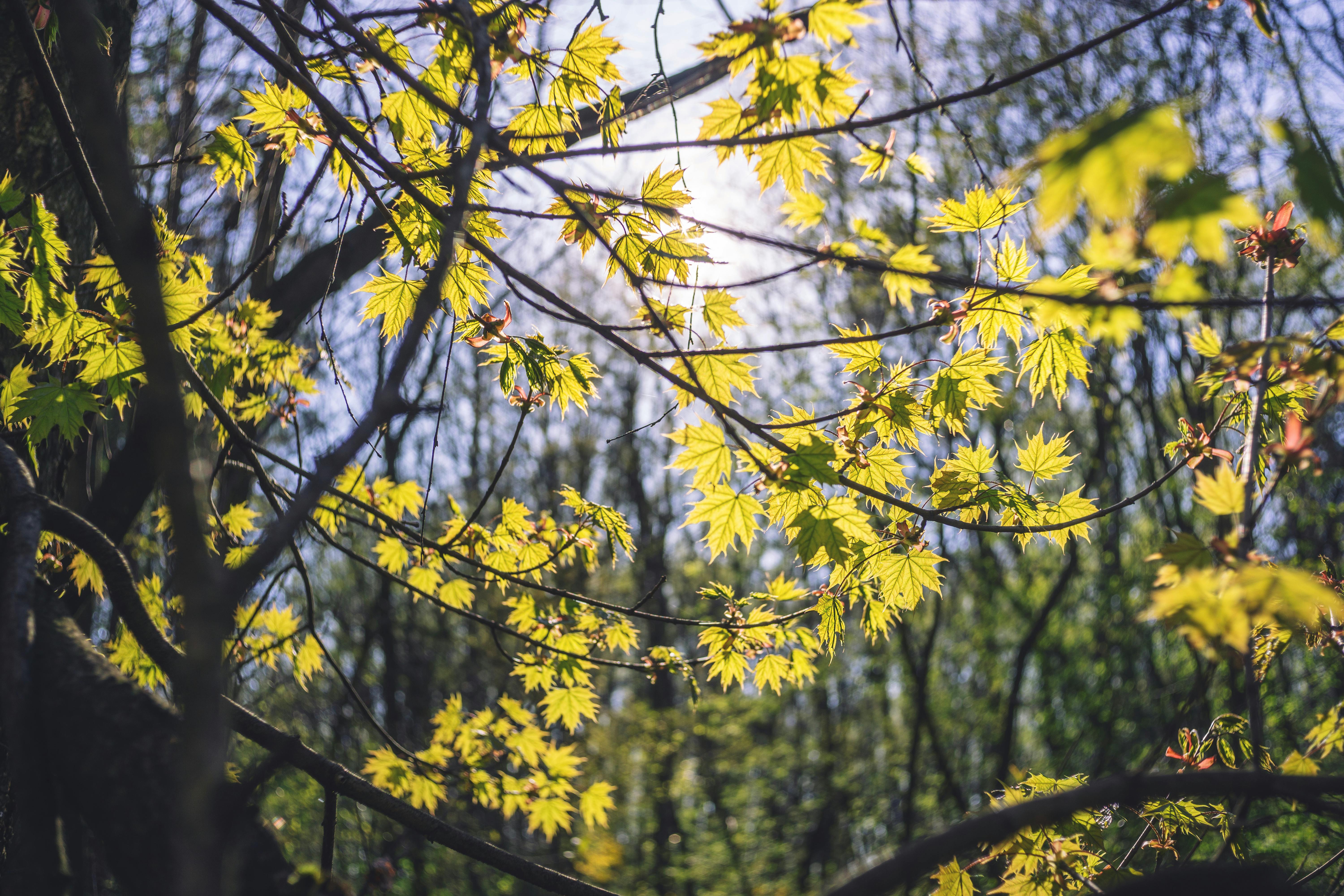 Leaves on Trees · Free Stock Photo
