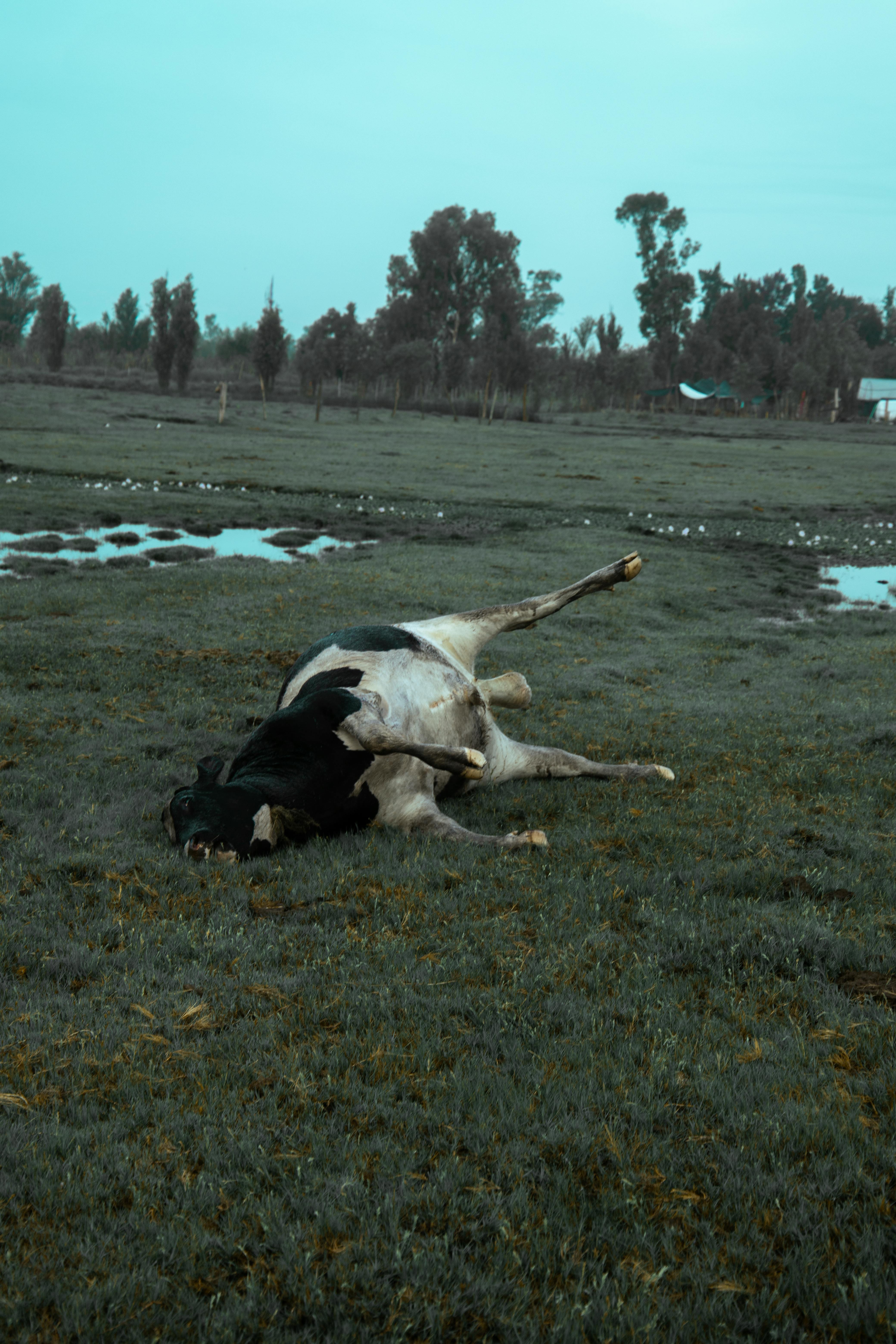 Cattle Prod Photos, Download The BEST Free Cattle Prod Stock Photos ...