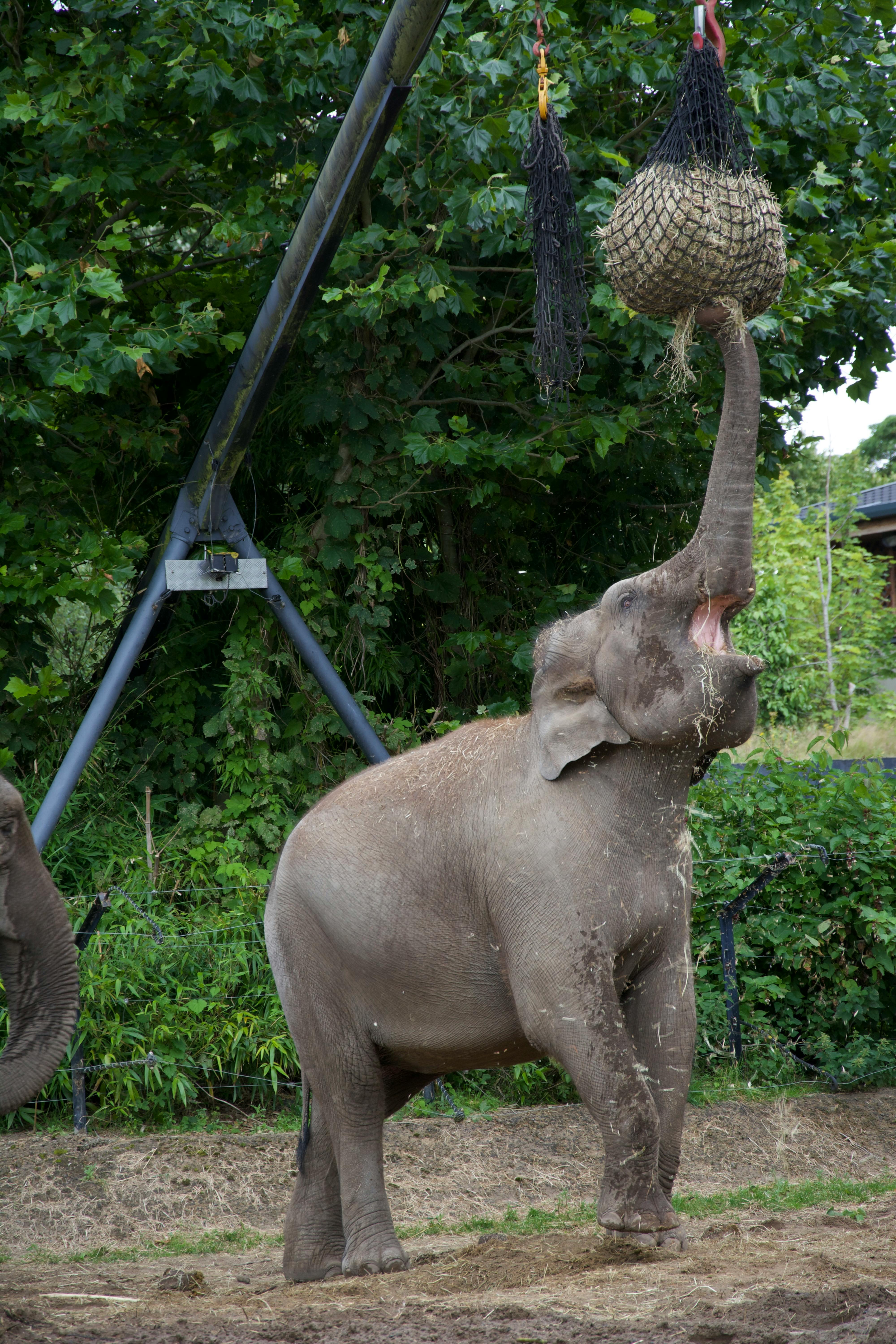 Elephant Picking Hay from Net Hanged above Enclosure · Free Stock Photo