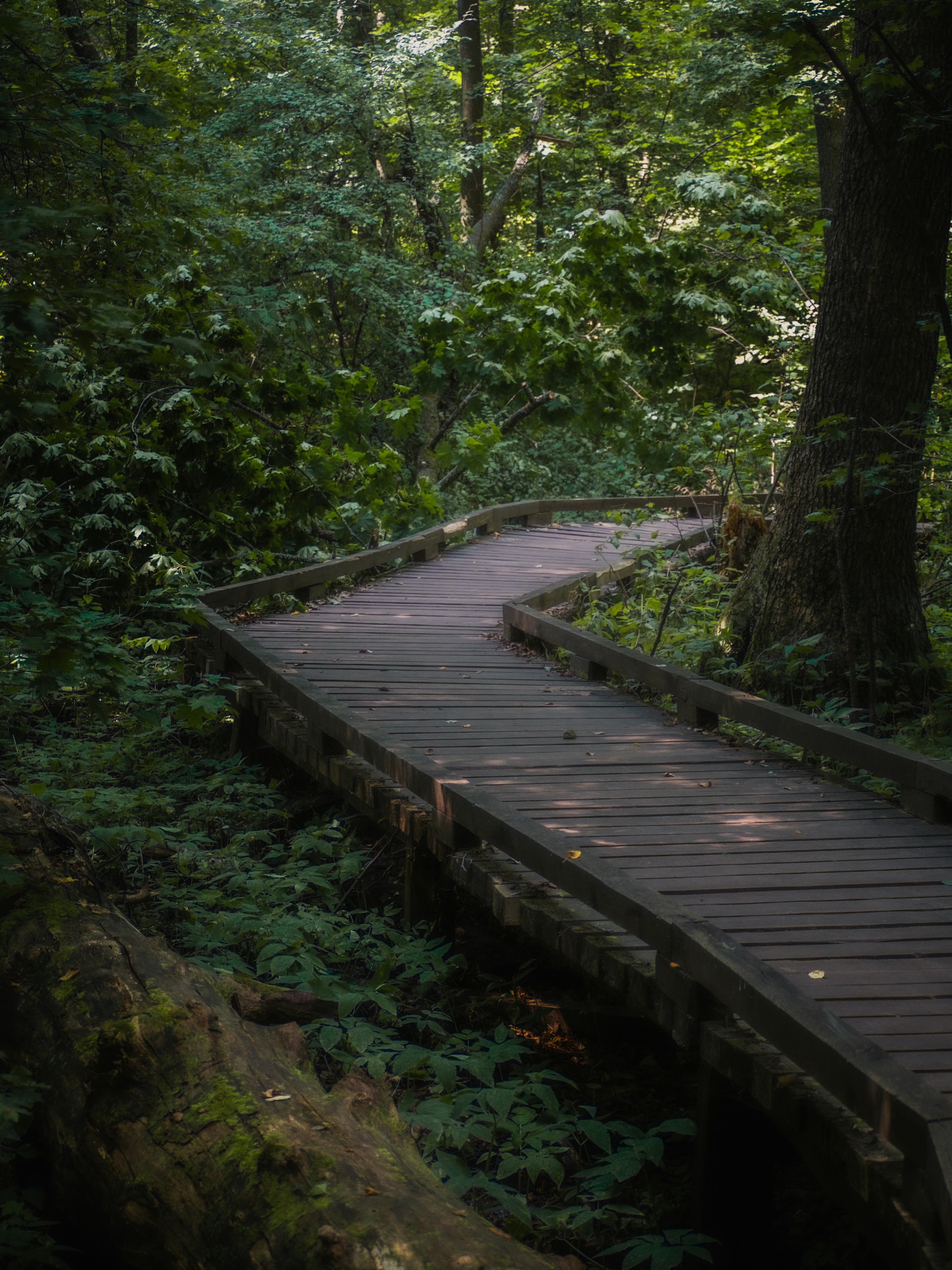 Footpath through Forest · Free Stock Photo
