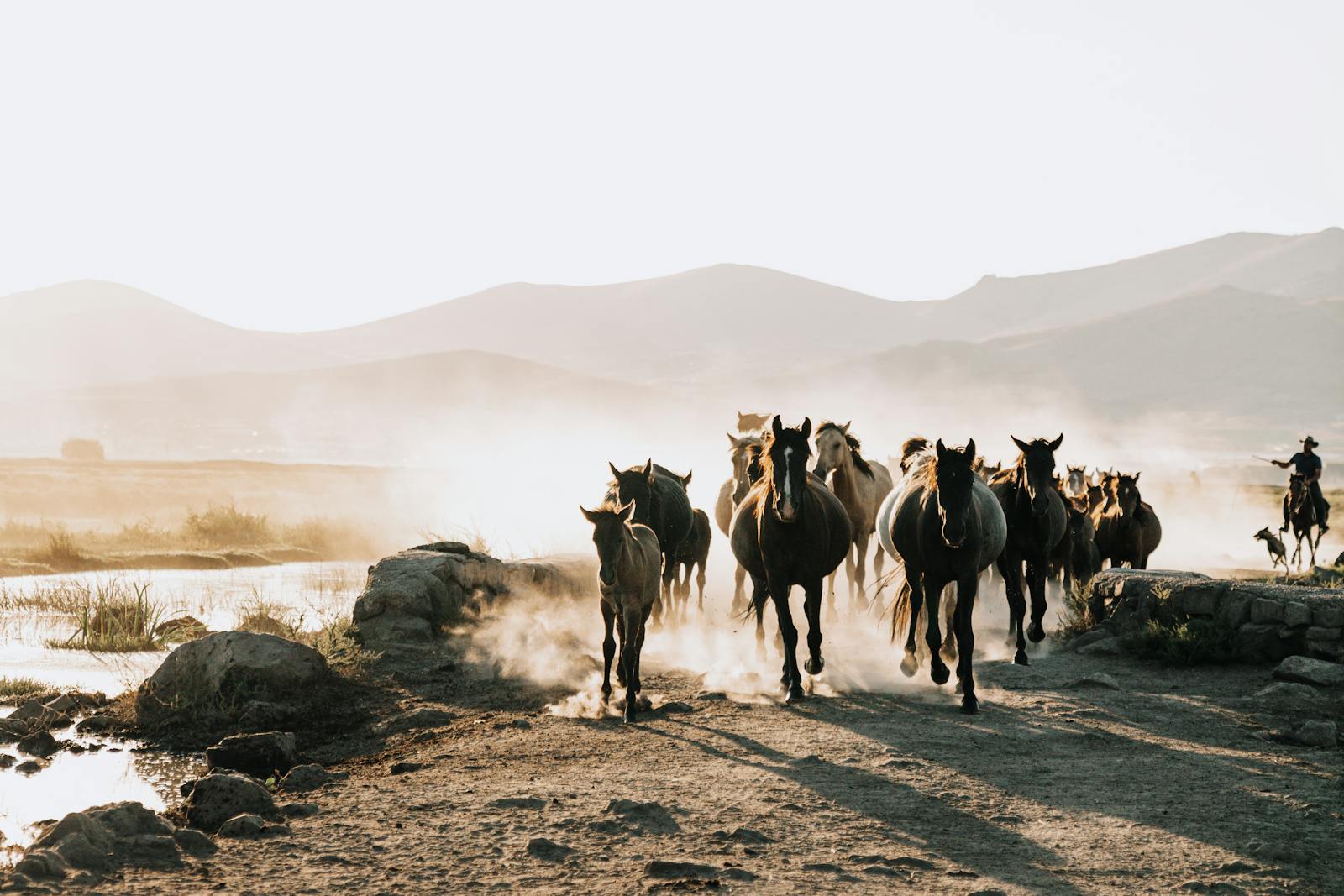 7 Horses Running Sunrise Photos, Download The BEST Free 7 Horses ...