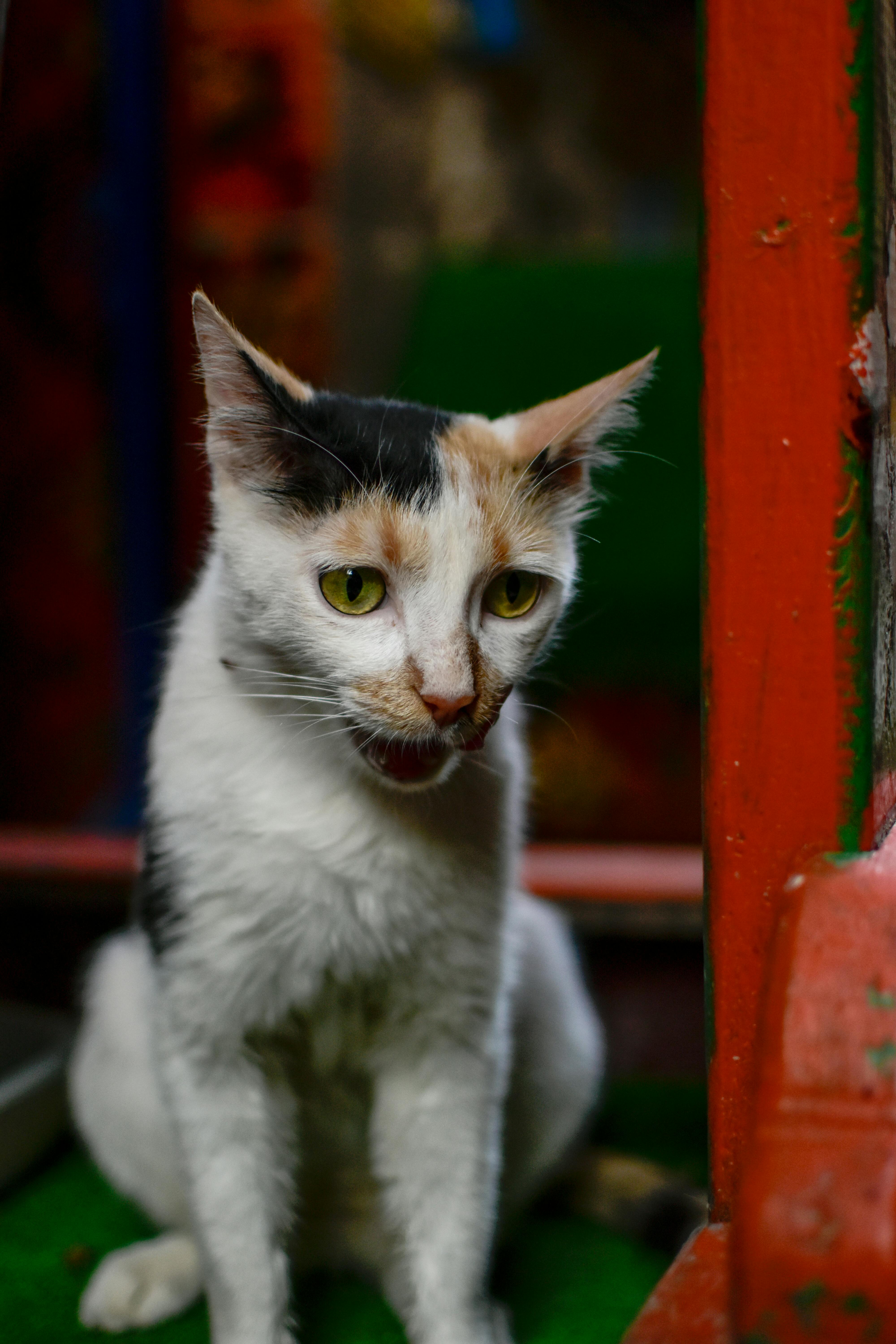 Upset Kitten in Close Up · Free Stock Photo