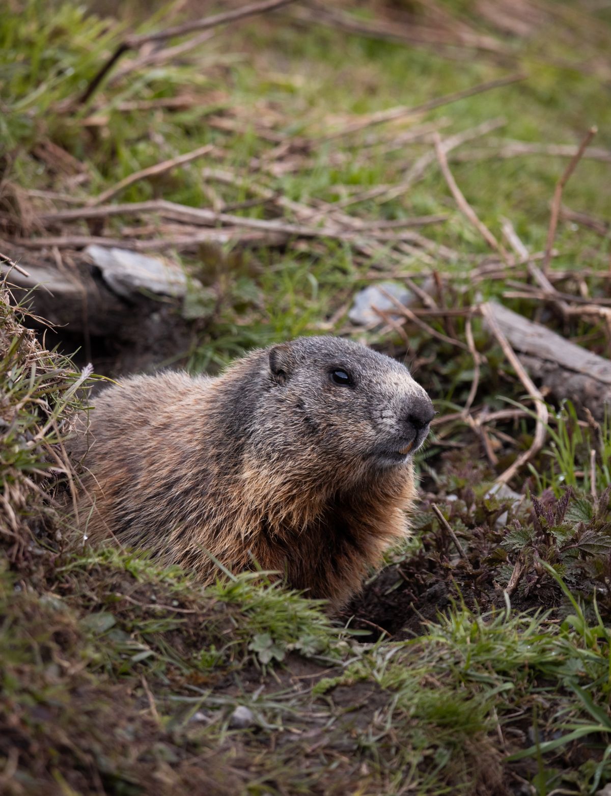 Free Animal Pictures Photos, Download The BEST Free Free Animal ...