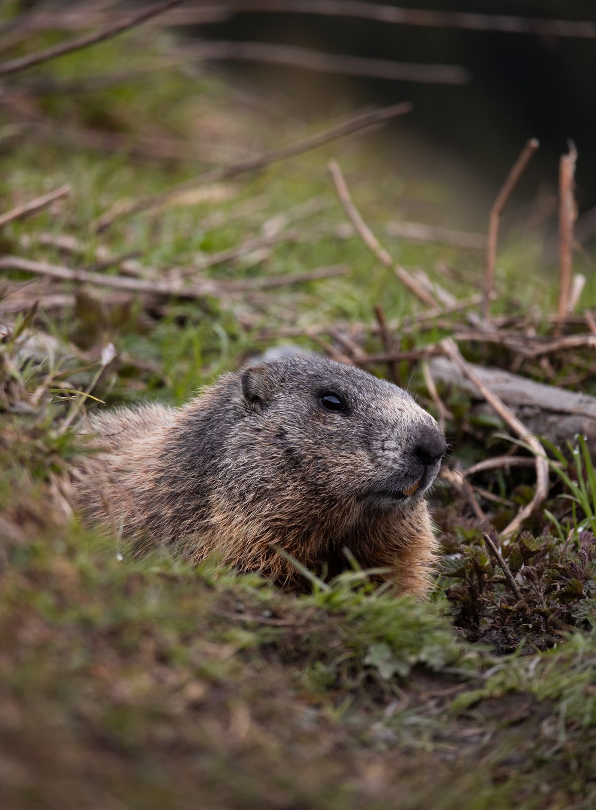 Free Animal Pictures Photos, Download The BEST Free Free Animal ...