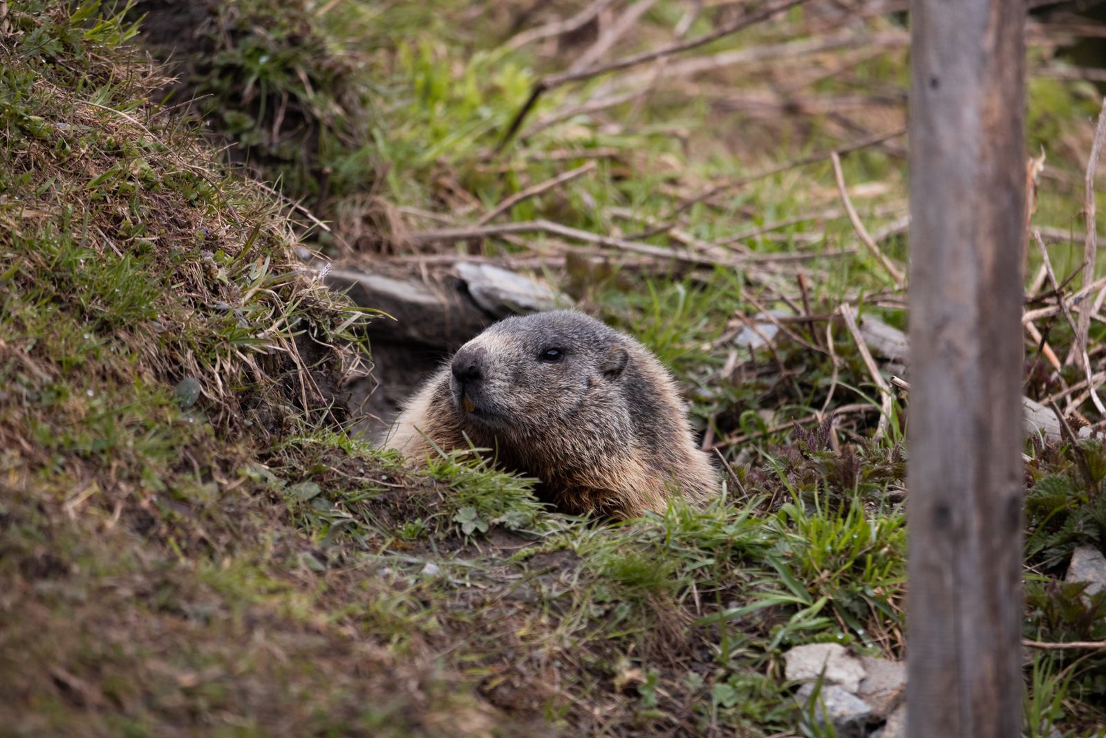 Groundhog Photos, Download The BEST Free Groundhog Stock Photos & HD Images