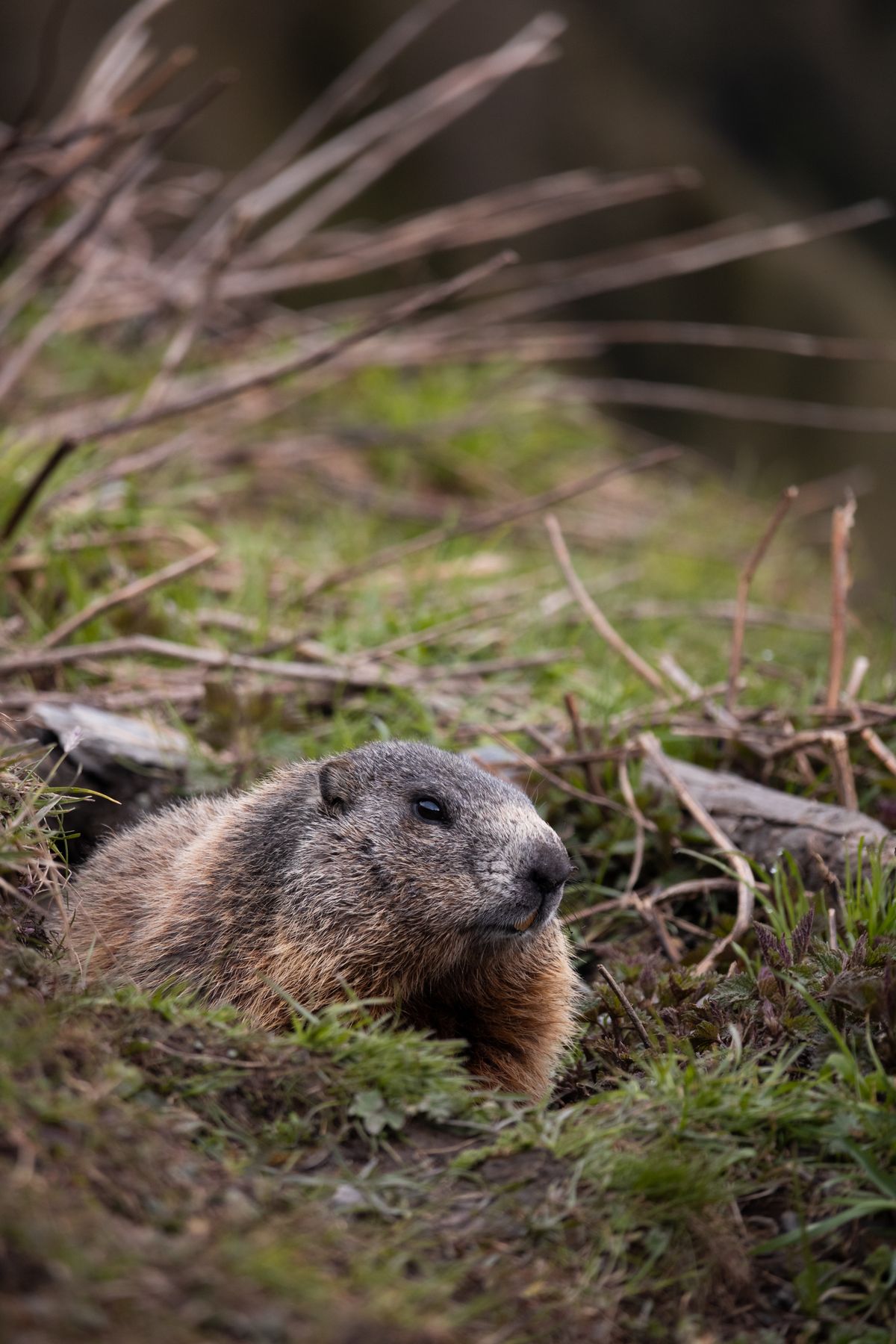 Groundhog Photos, Download The BEST Free Groundhog Stock Photos & HD Images