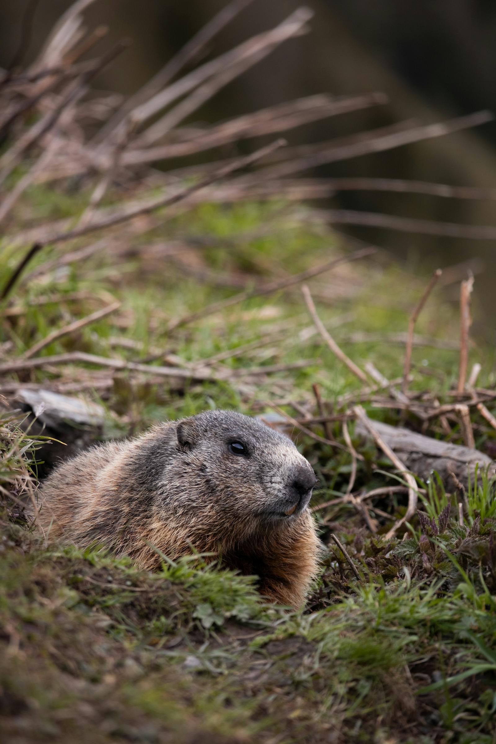 Groundhog Photos, Download The BEST Free Groundhog Stock Photos & HD Images