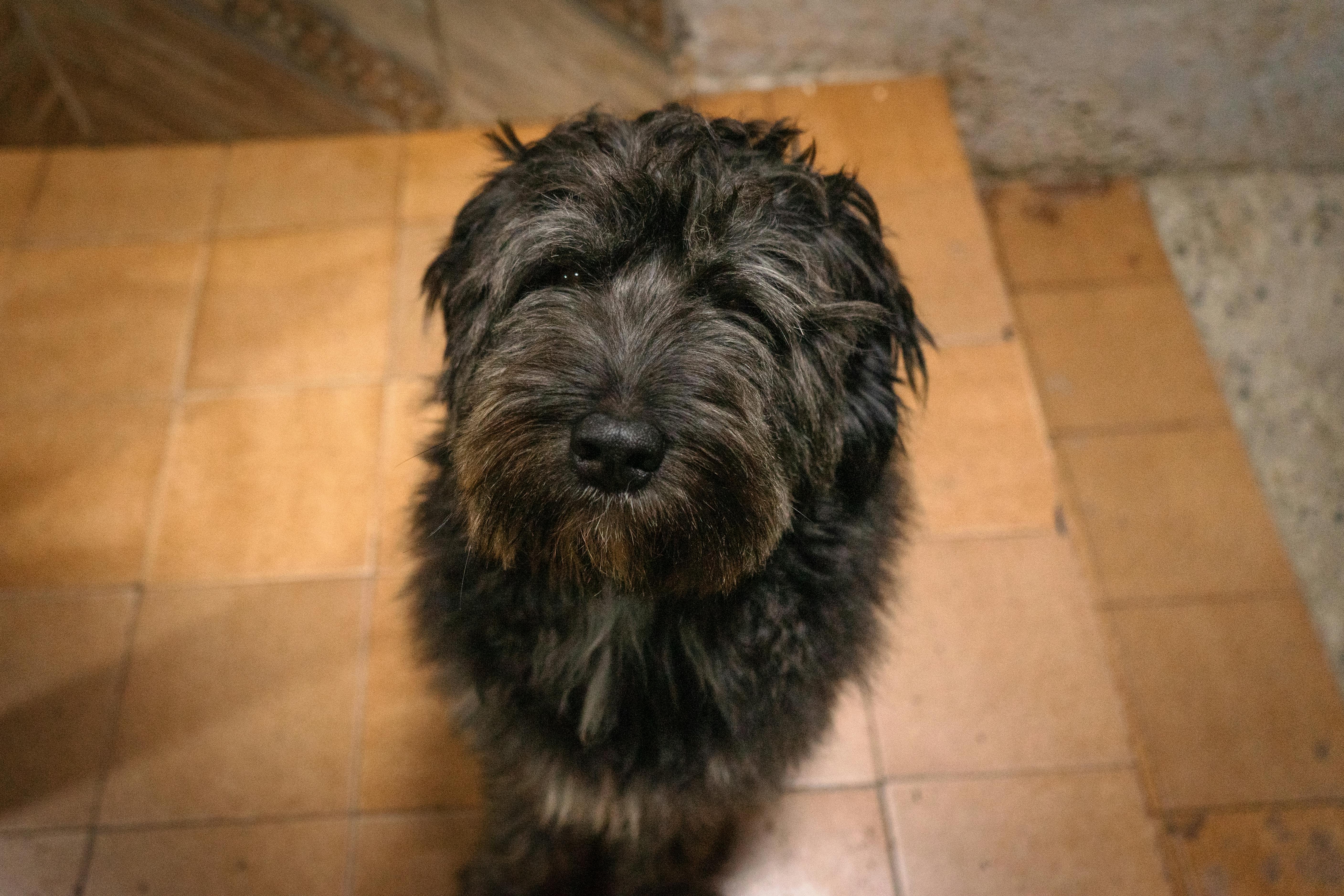 Black Dog Head · Free Stock Photo