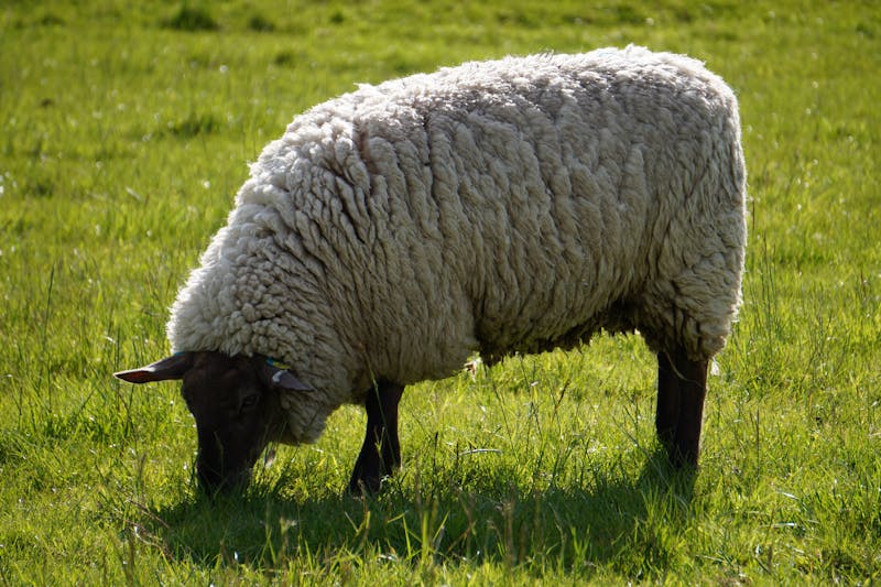 Photos Of Sheep Photos, Download The BEST Free Photos Of Sheep Stock ...
