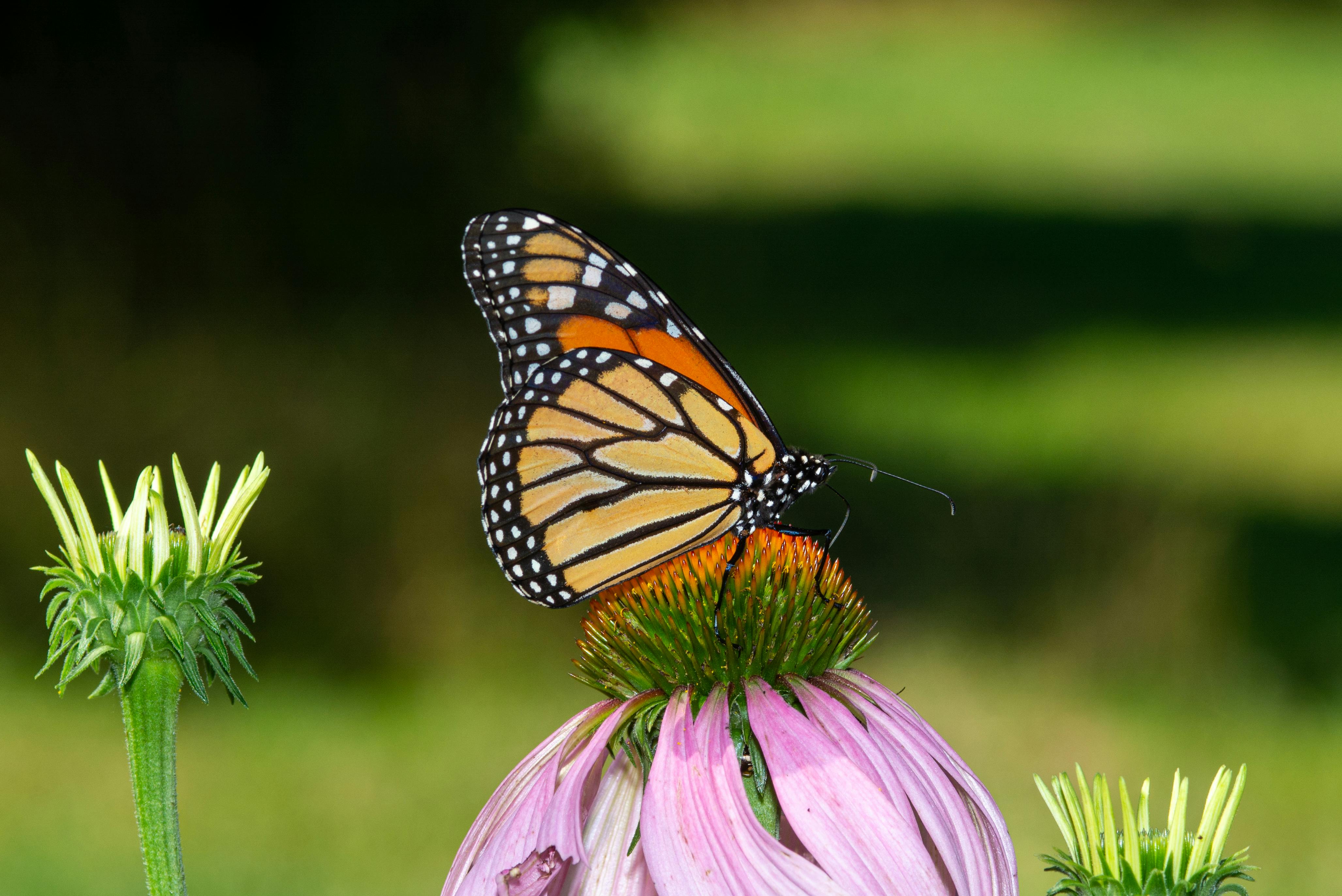Monarch Butterfly on Flower · Free Stock Photo