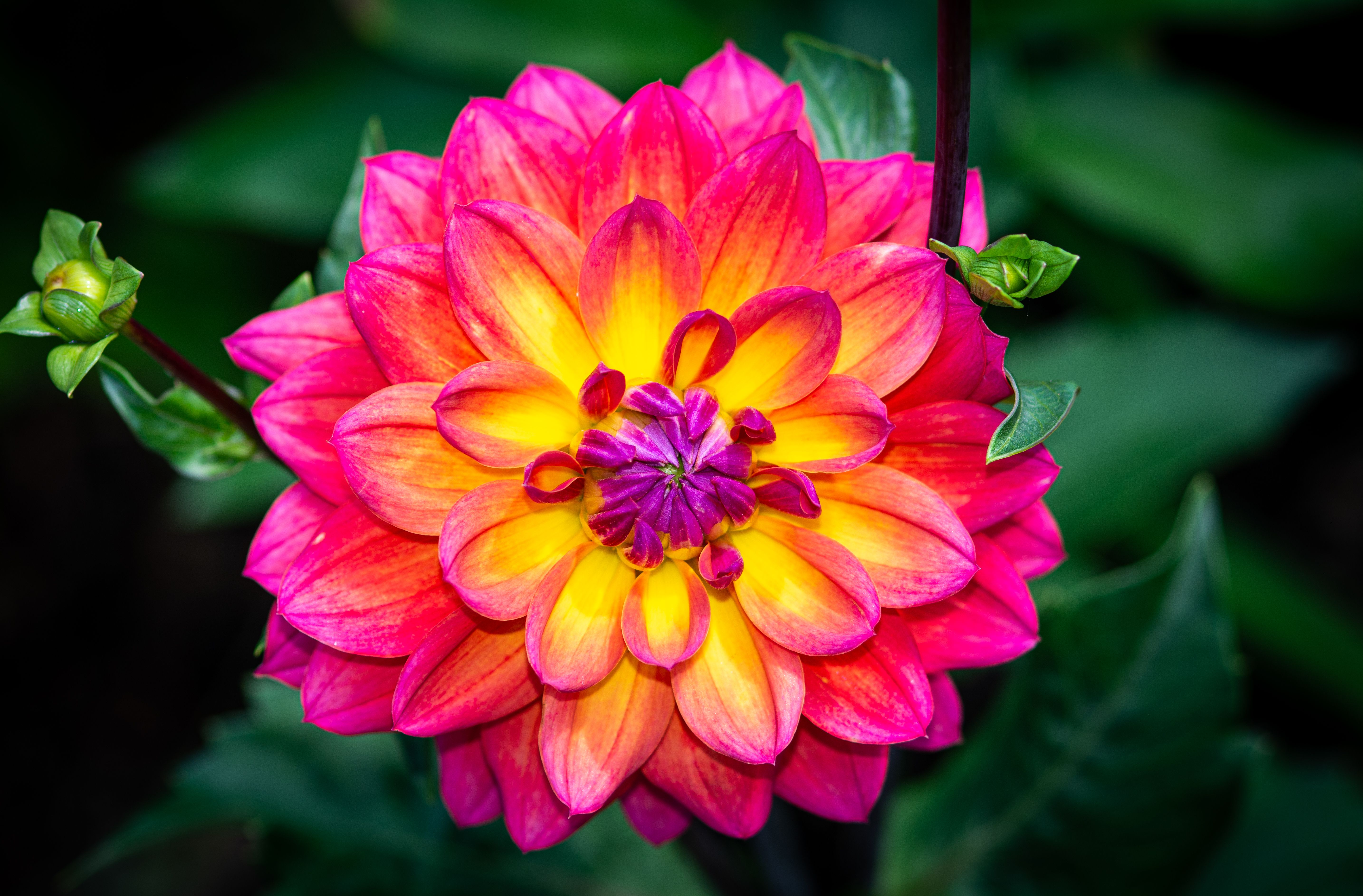 Botan Photos, Download The BEST Free Botan Stock Photos & HD Images