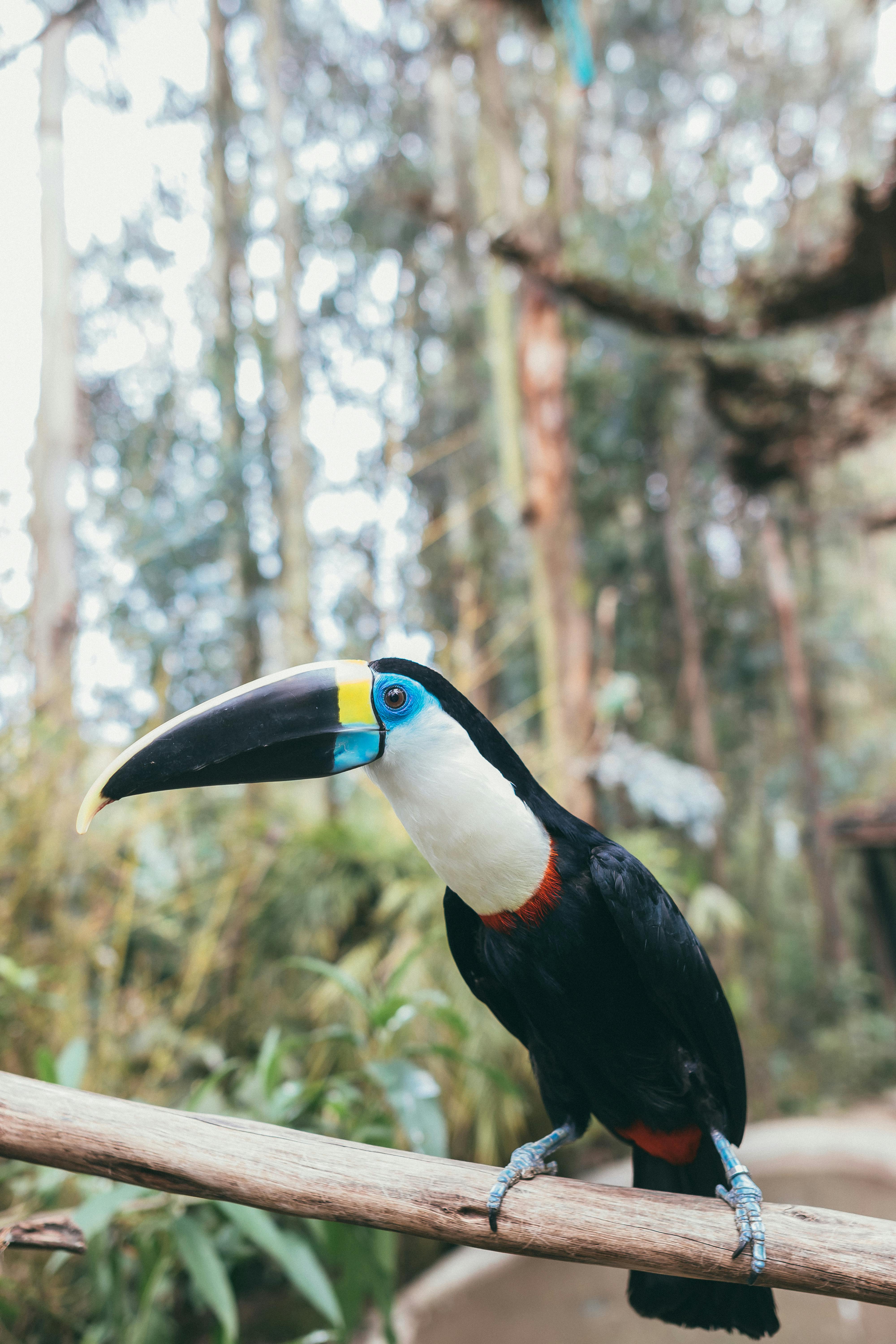 Toucan Perching on Branch · Free Stock Photo