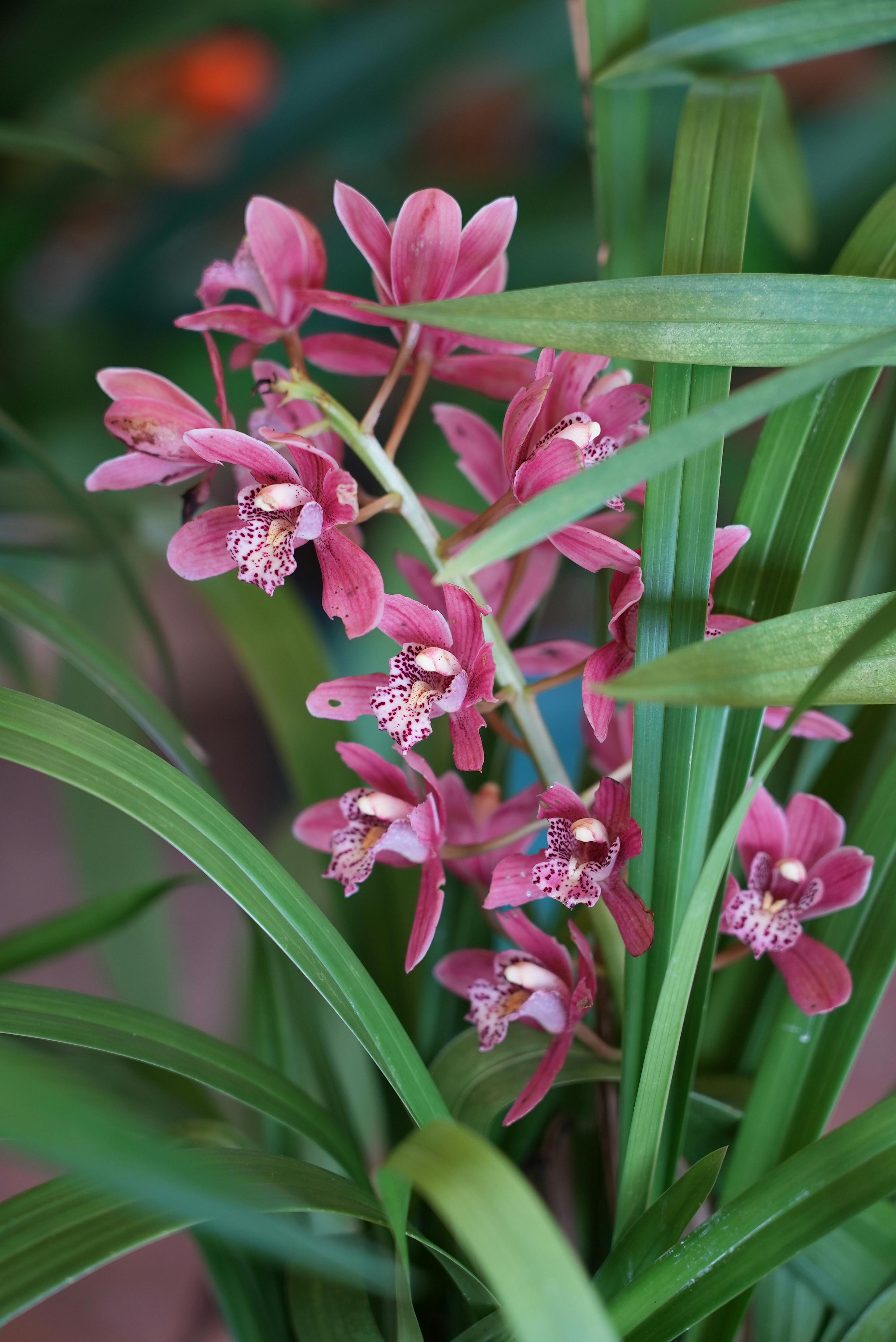 Close-Up Photo of Pink Cymbidium Orchid Flowers · Free Stock Photo