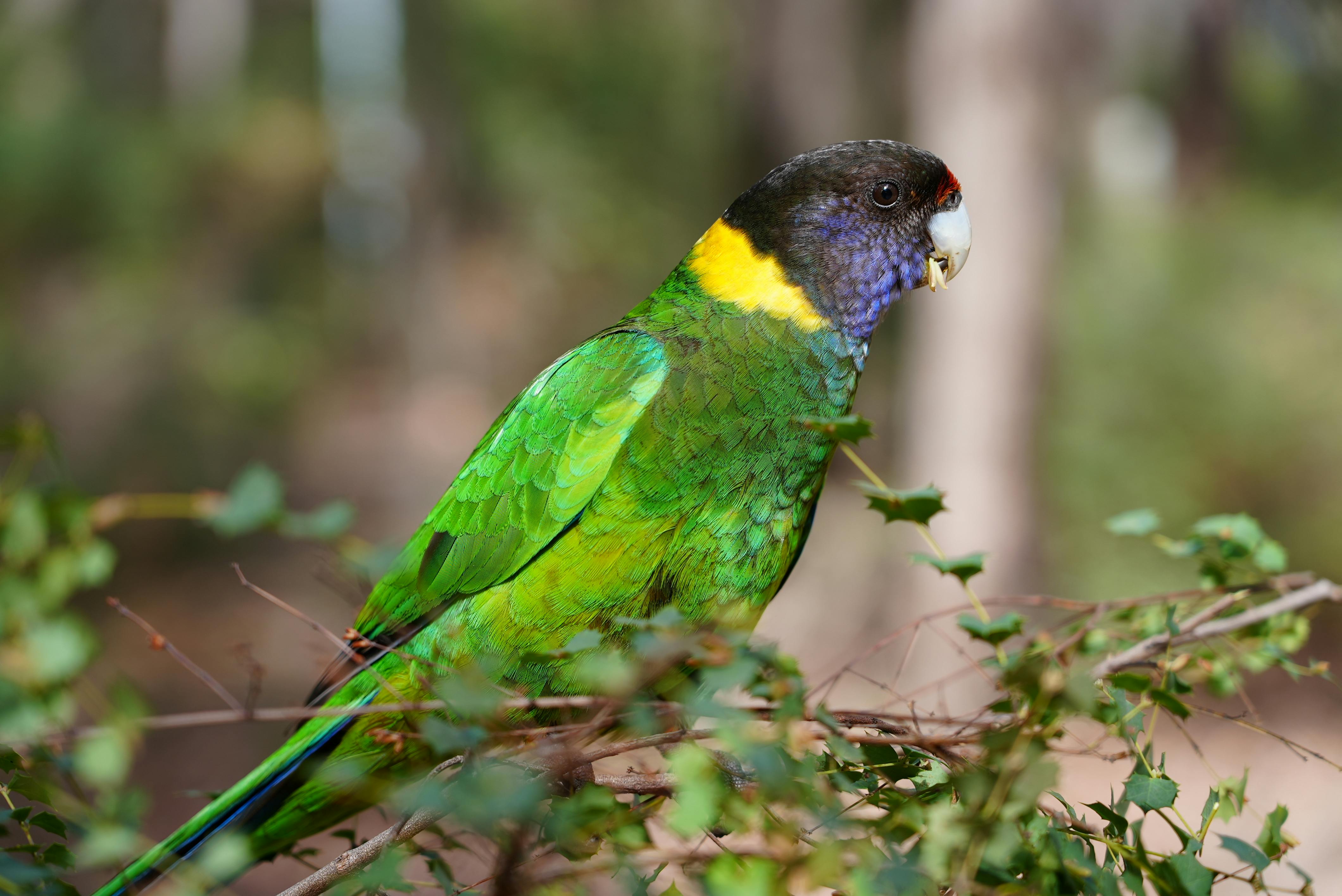 Meet the Vibrant Australian Ringneck Parakeet in the Wild