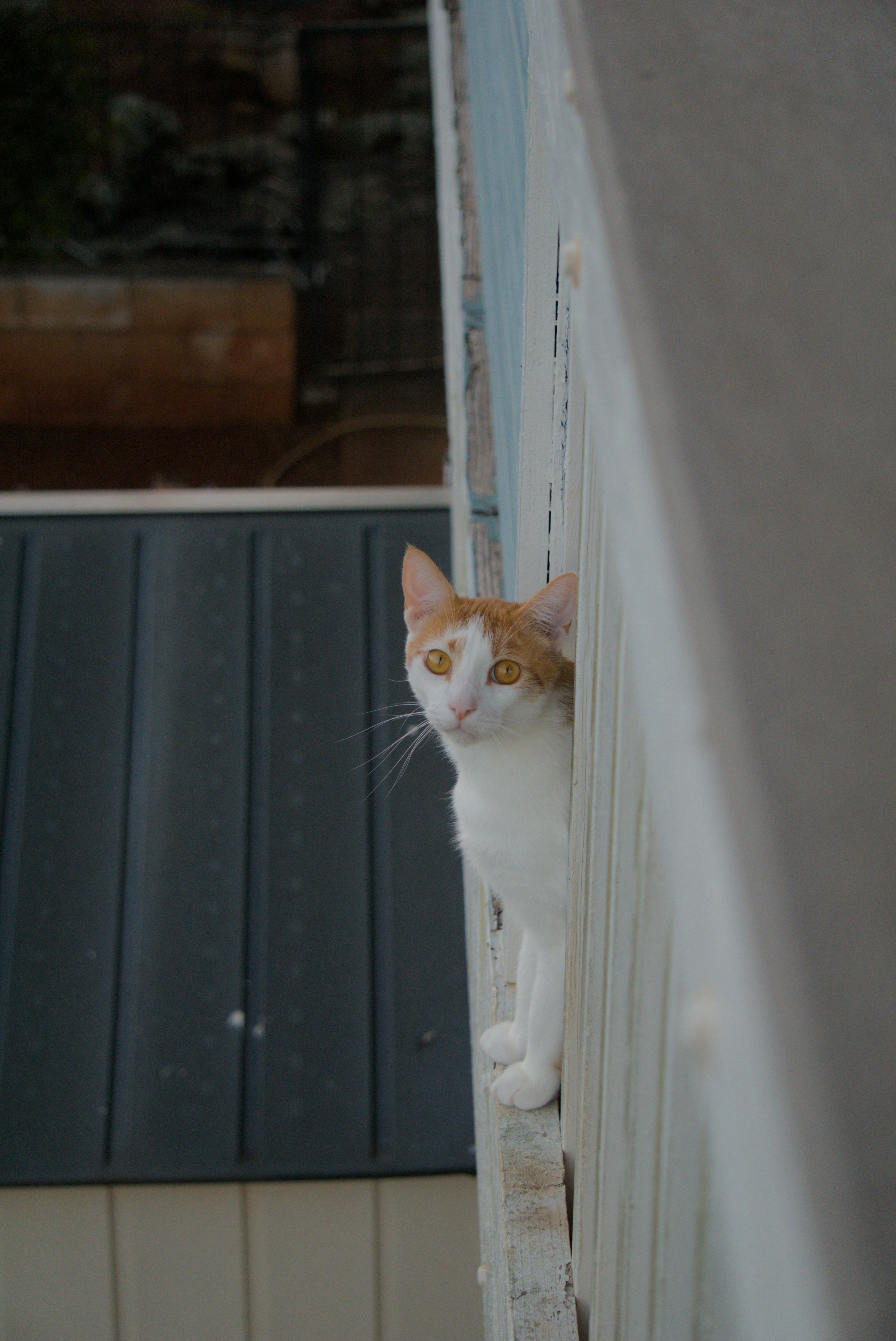 House Nadu Cat Photos, Download The BEST Free House Nadu Cat Stock ...