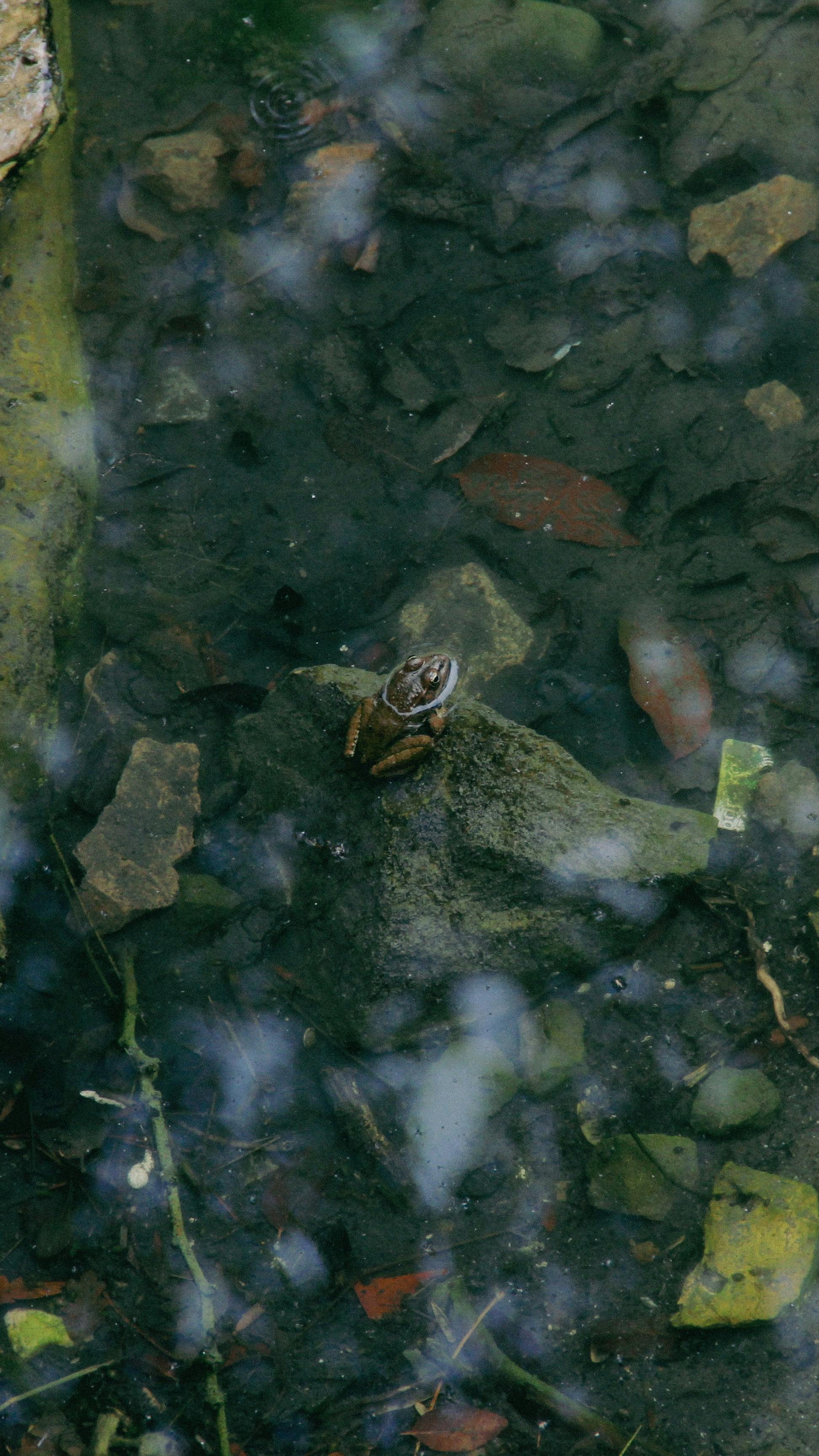 Old Frogs Photos, Download The BEST Free Old Frogs Stock Photos & HD Images