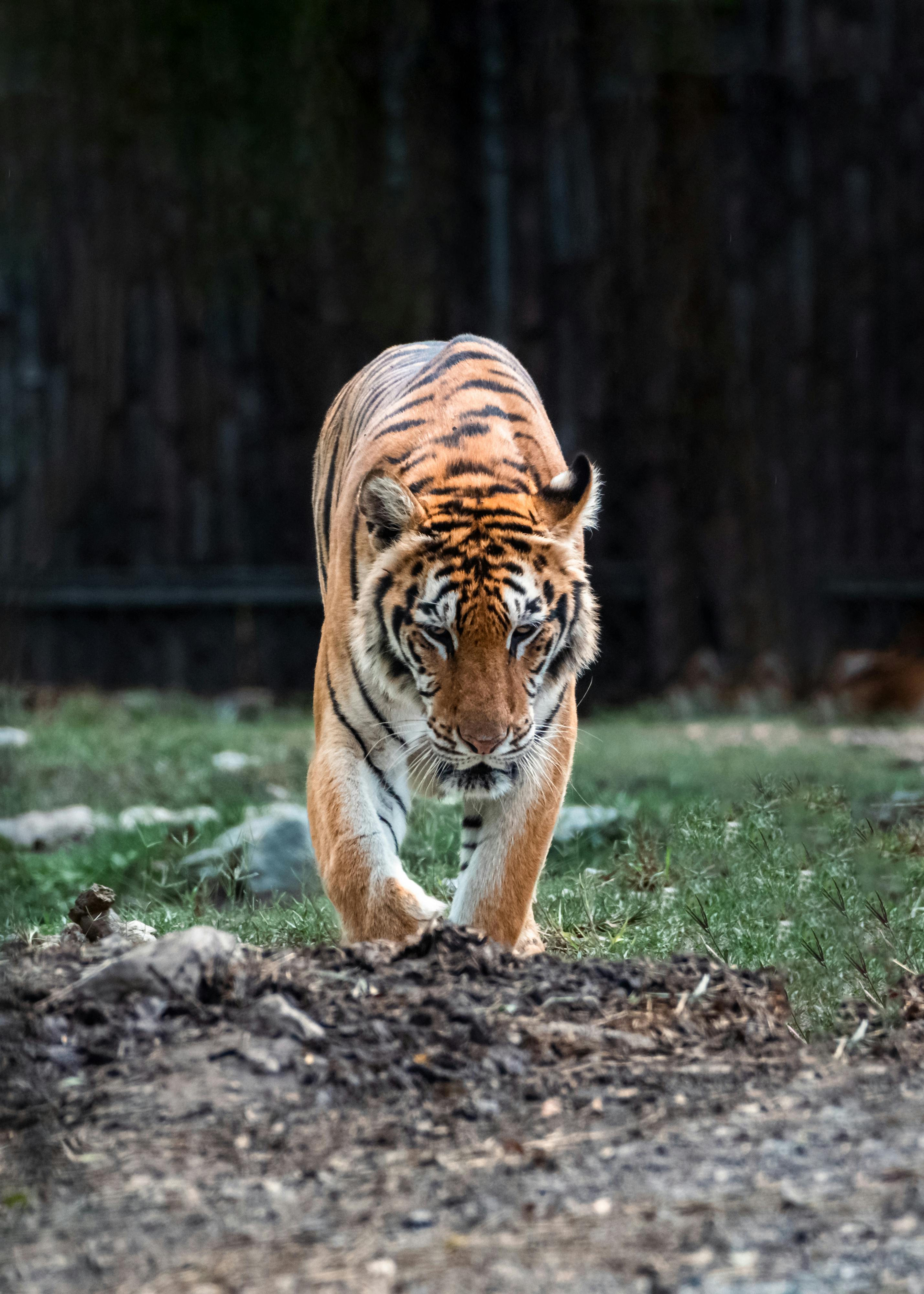 Roaring Tiger Photos, Download The BEST Free Roaring Tiger Stock Photos ...