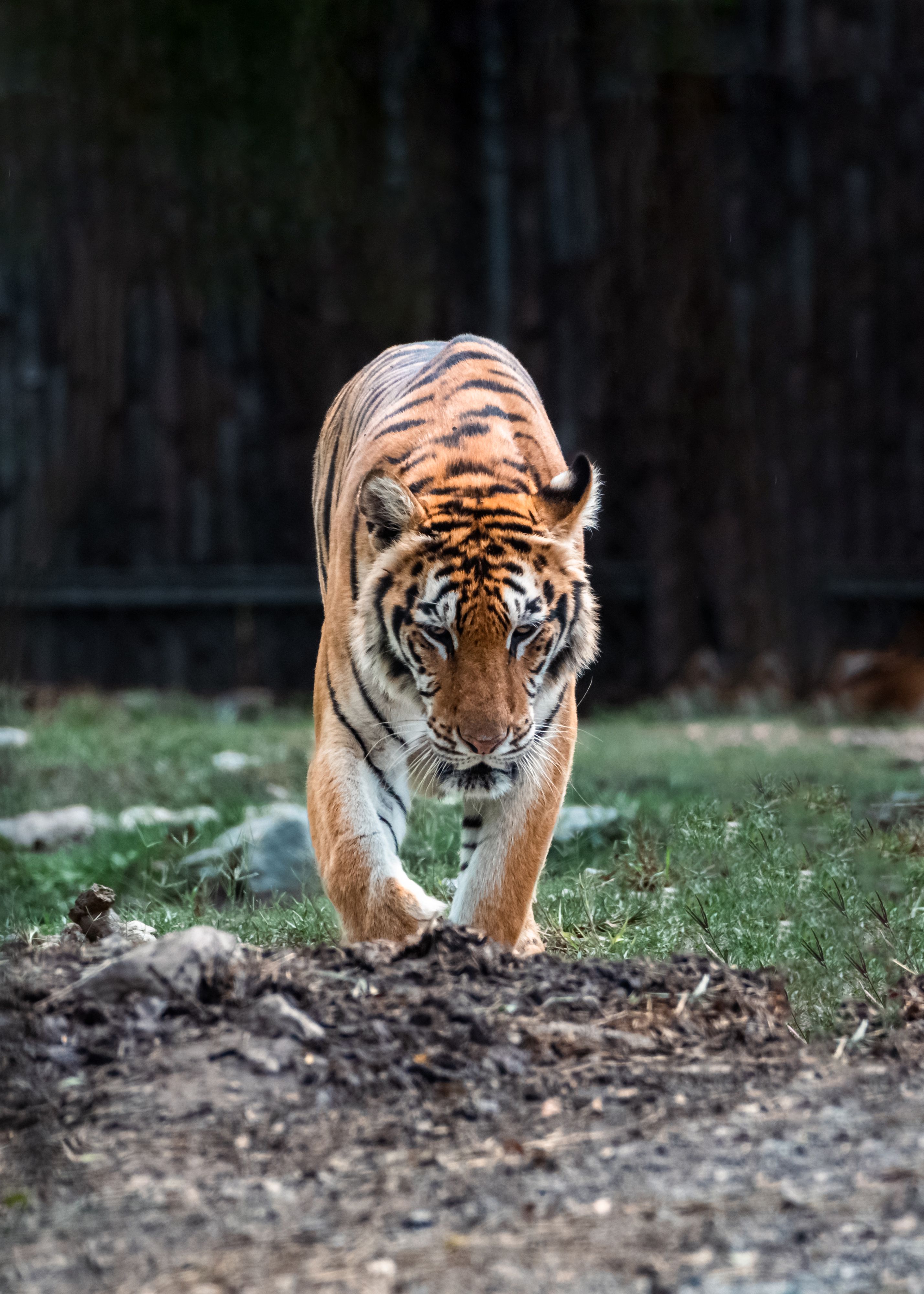 "Grace in Every Step: The Majestic Tiger's Leisurely Stroll 🐅🌿" · Free ...