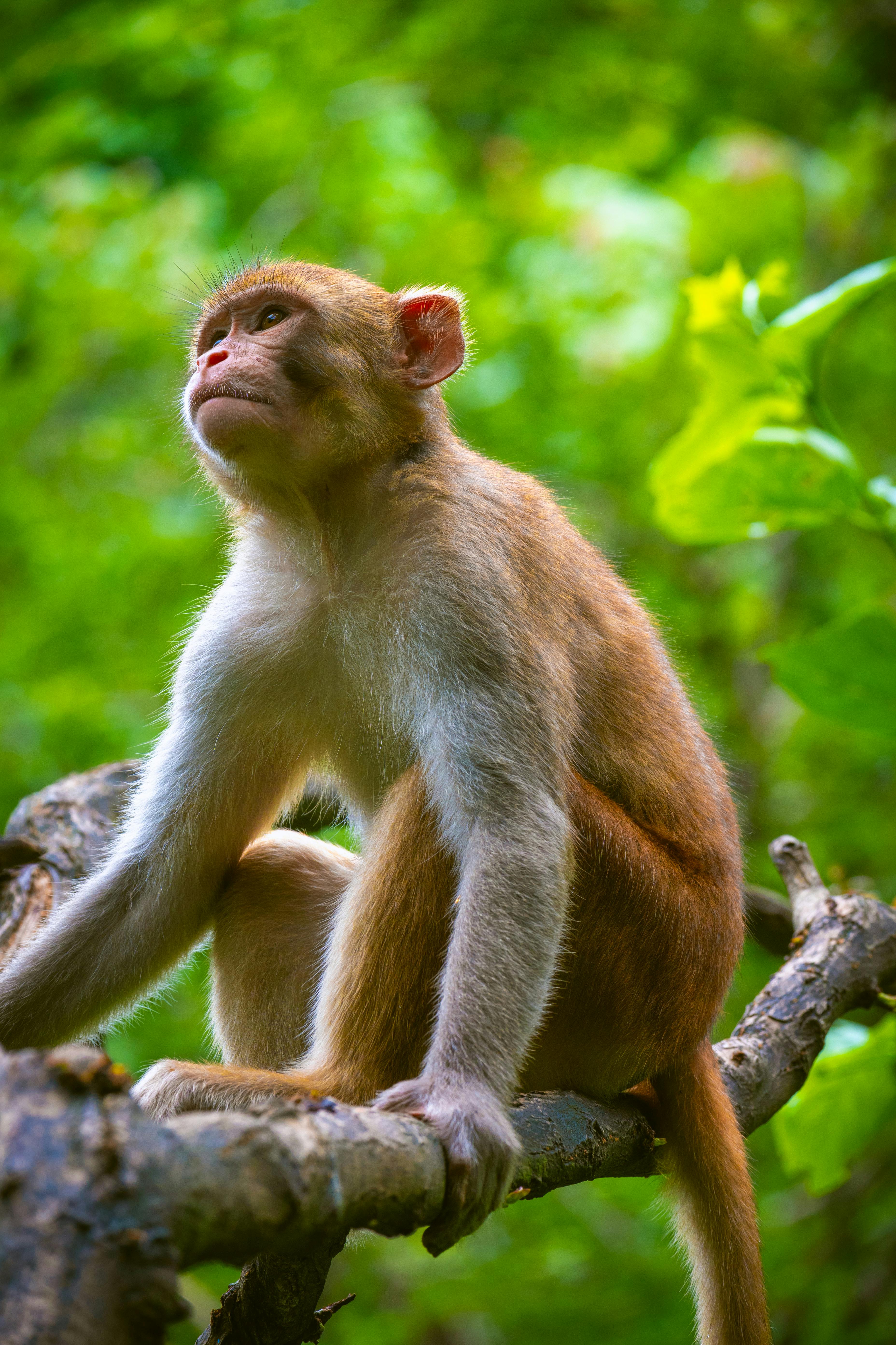 White and Beige Monkey · Free Stock Photo