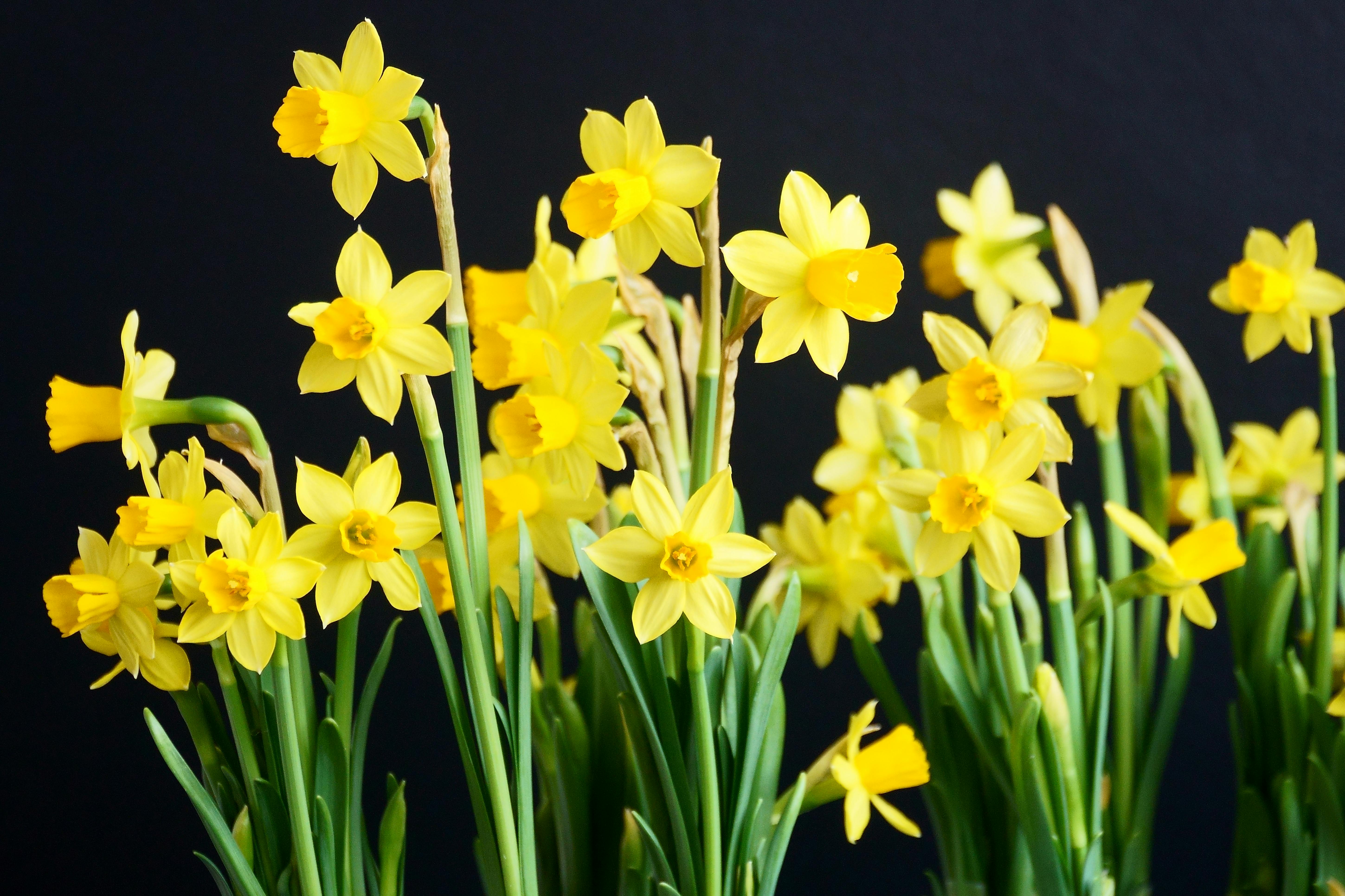 Close-up of Bright Yellow Daffodils · Free Stock Photo