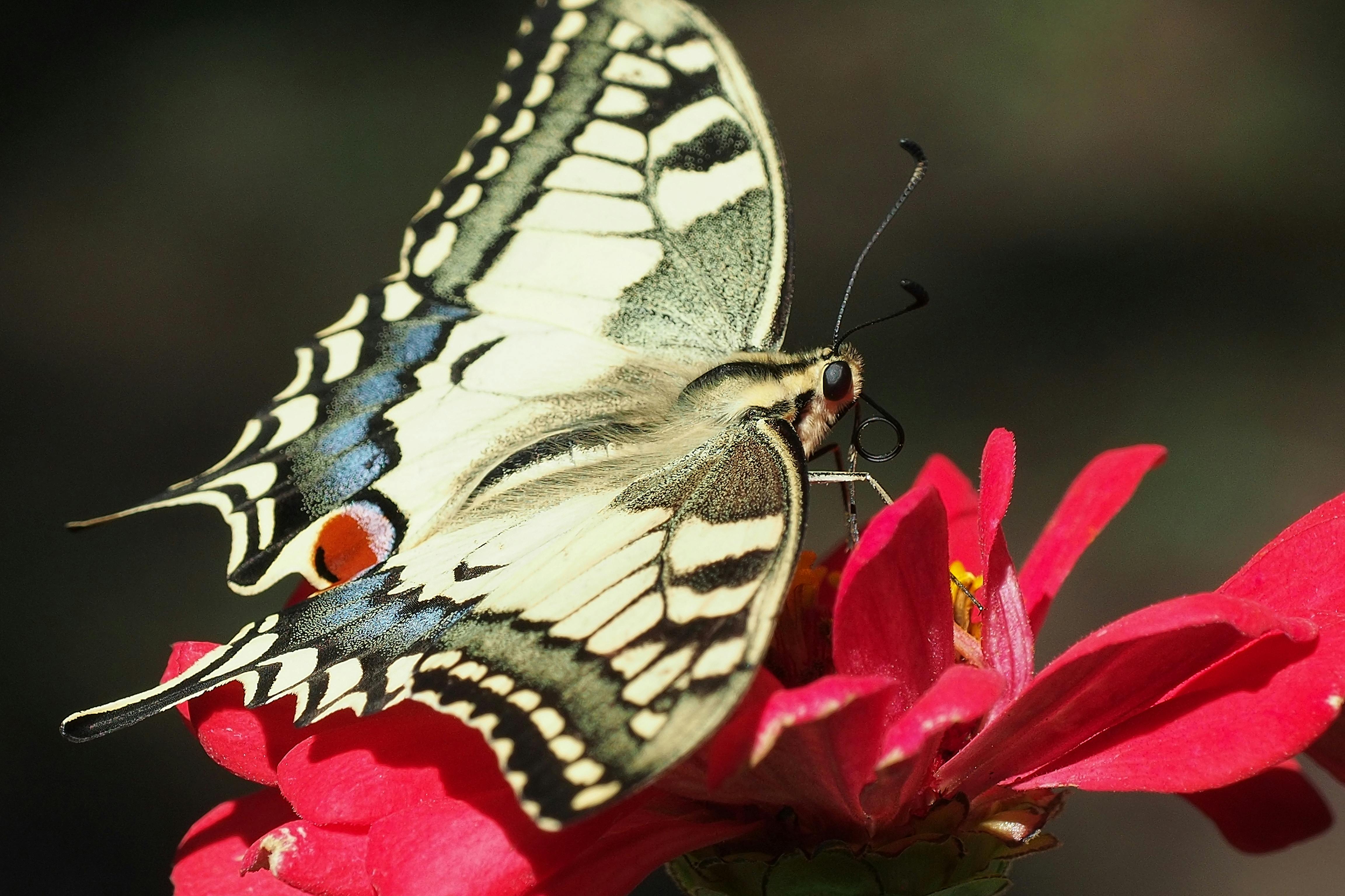 Butterfly Images Photos, Download The BEST Free Butterfly Images Stock ...
