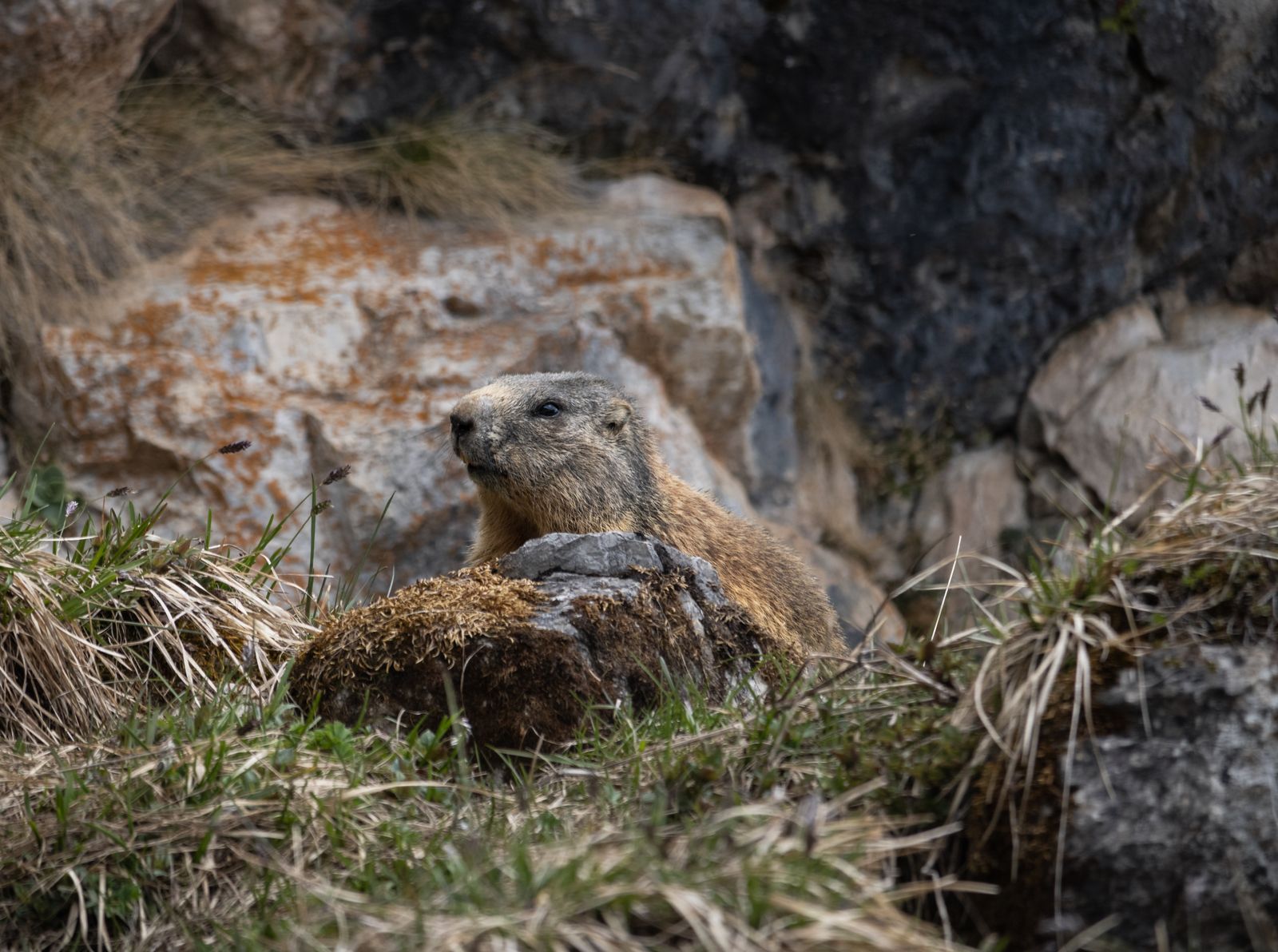 4k Animal Wallpaper Photos, Download The BEST Free 4k Animal Wallpaper ...