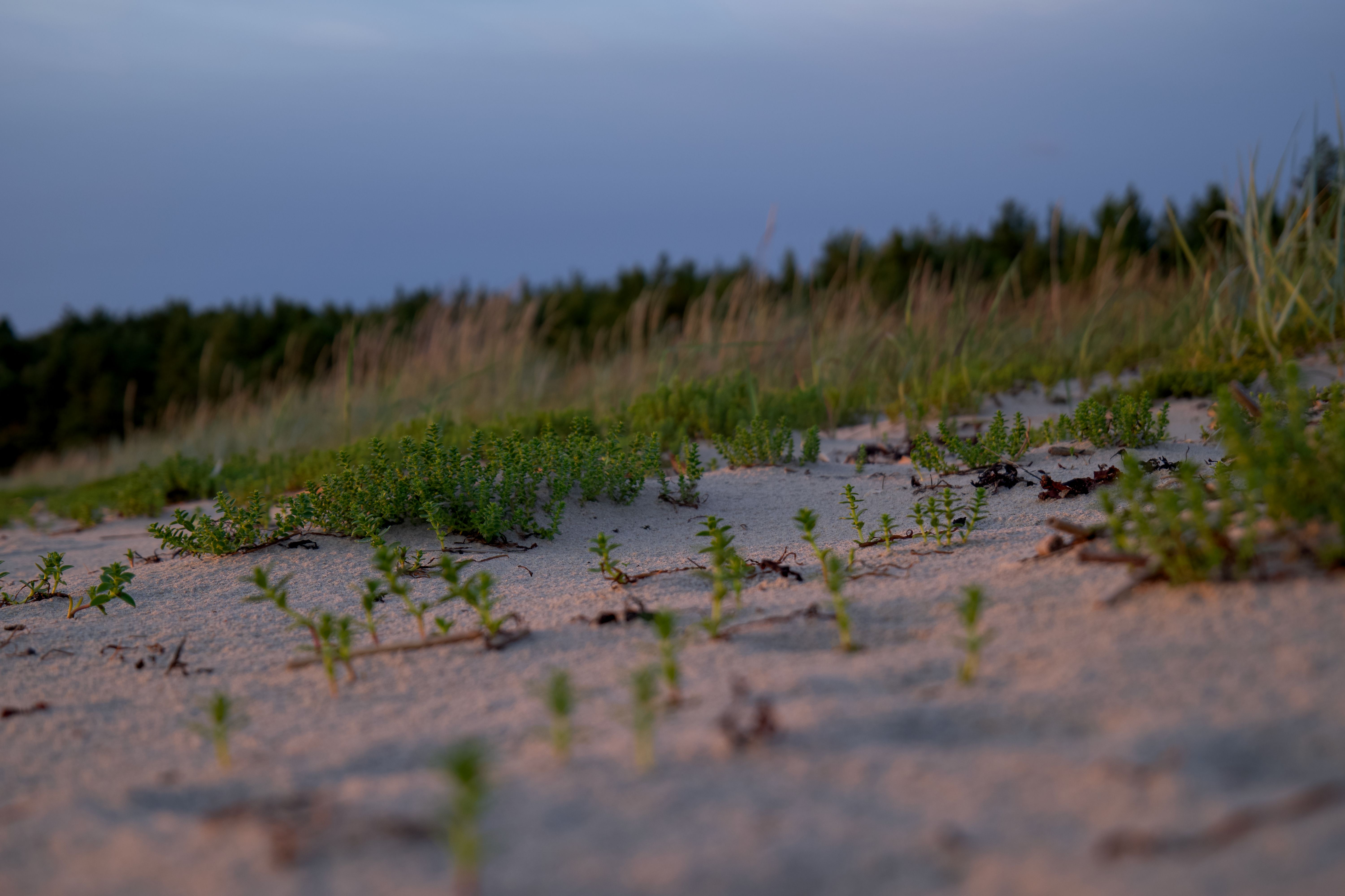Sprouting Photos, Download The BEST Free Sprouting Stock Photos & HD Images