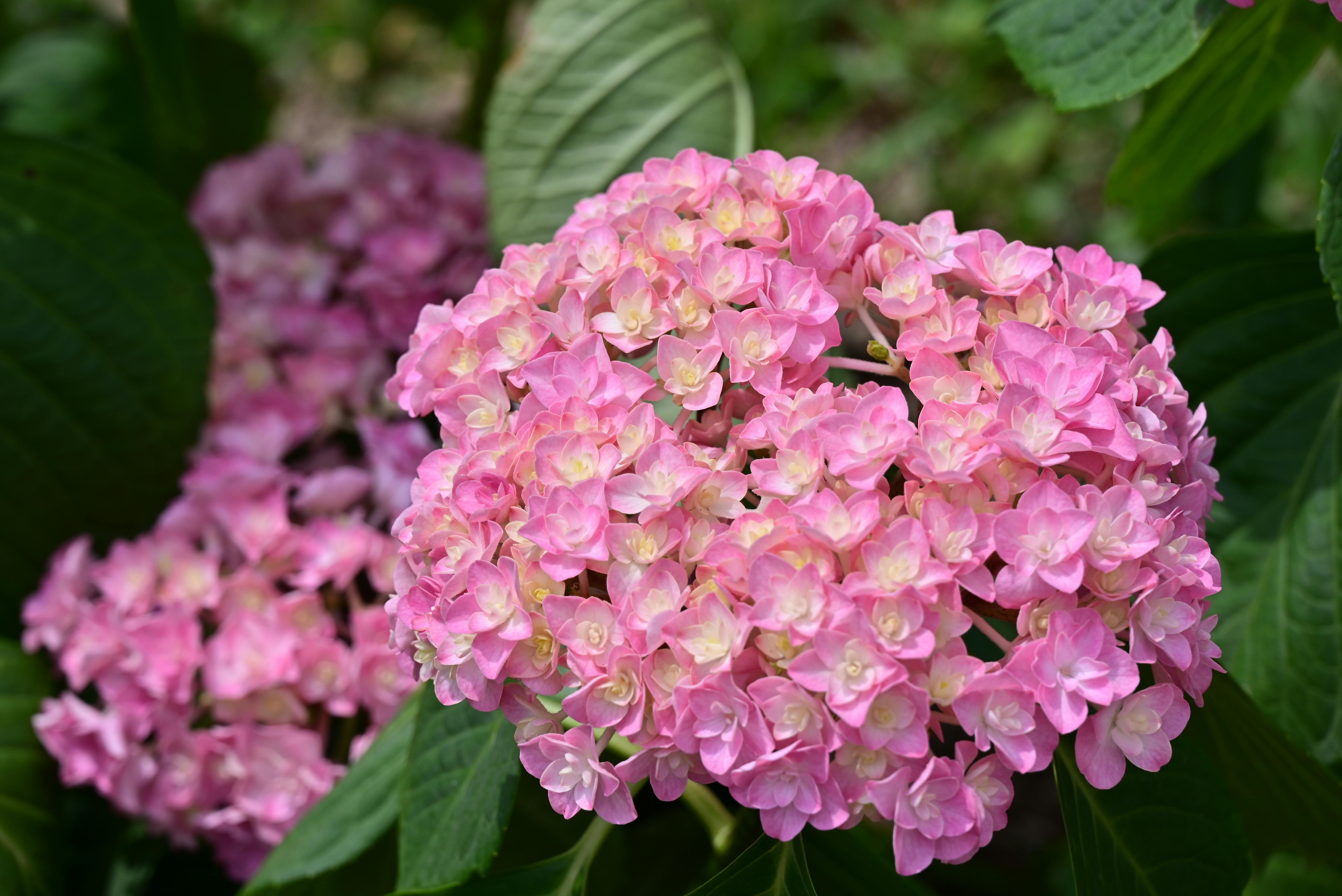 Pink Flower Cluster of French Hydrangea · Free Stock Photo