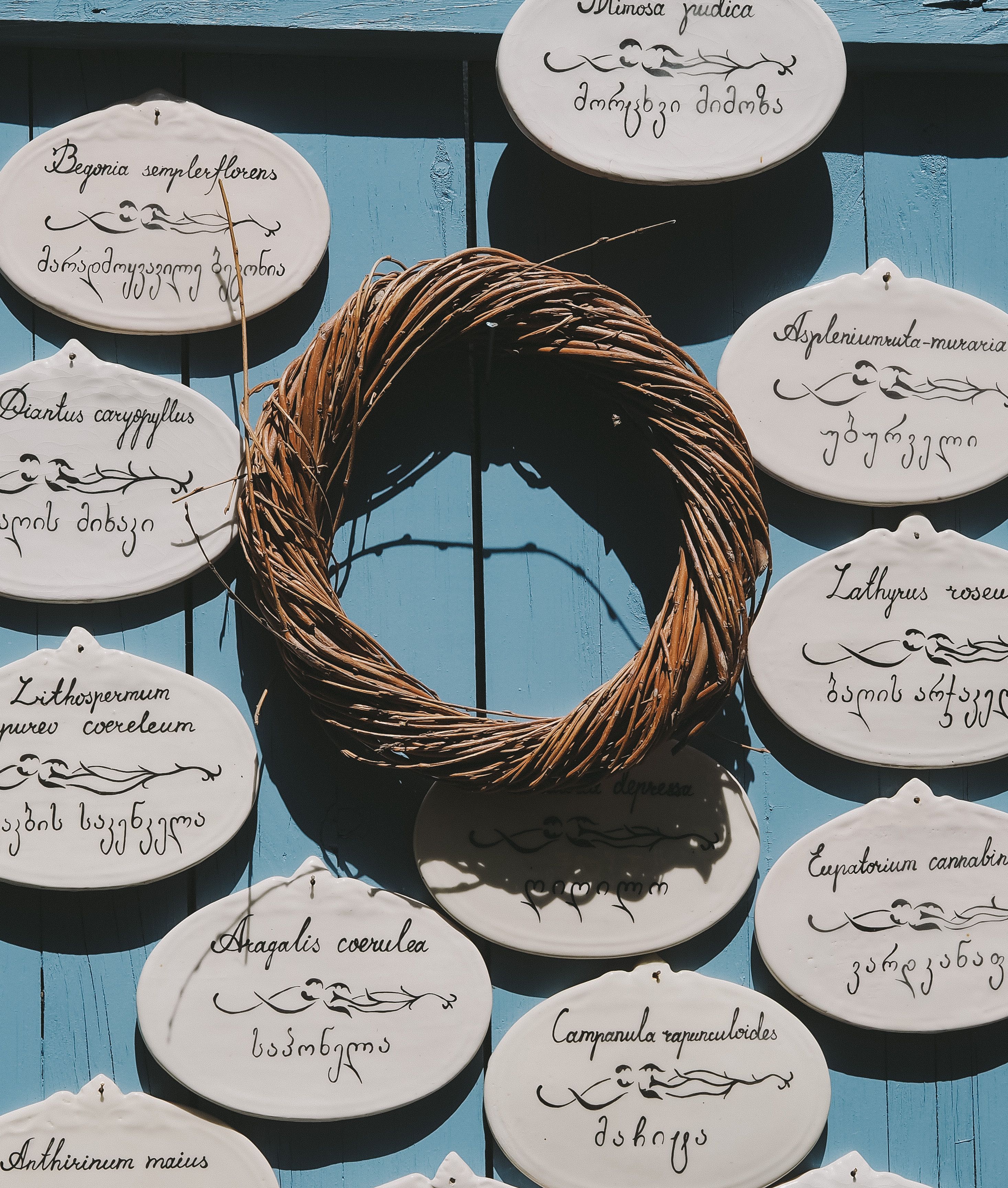 Grapevine Wreath and Plaques with Latin Names of Plants Displayed on a ...