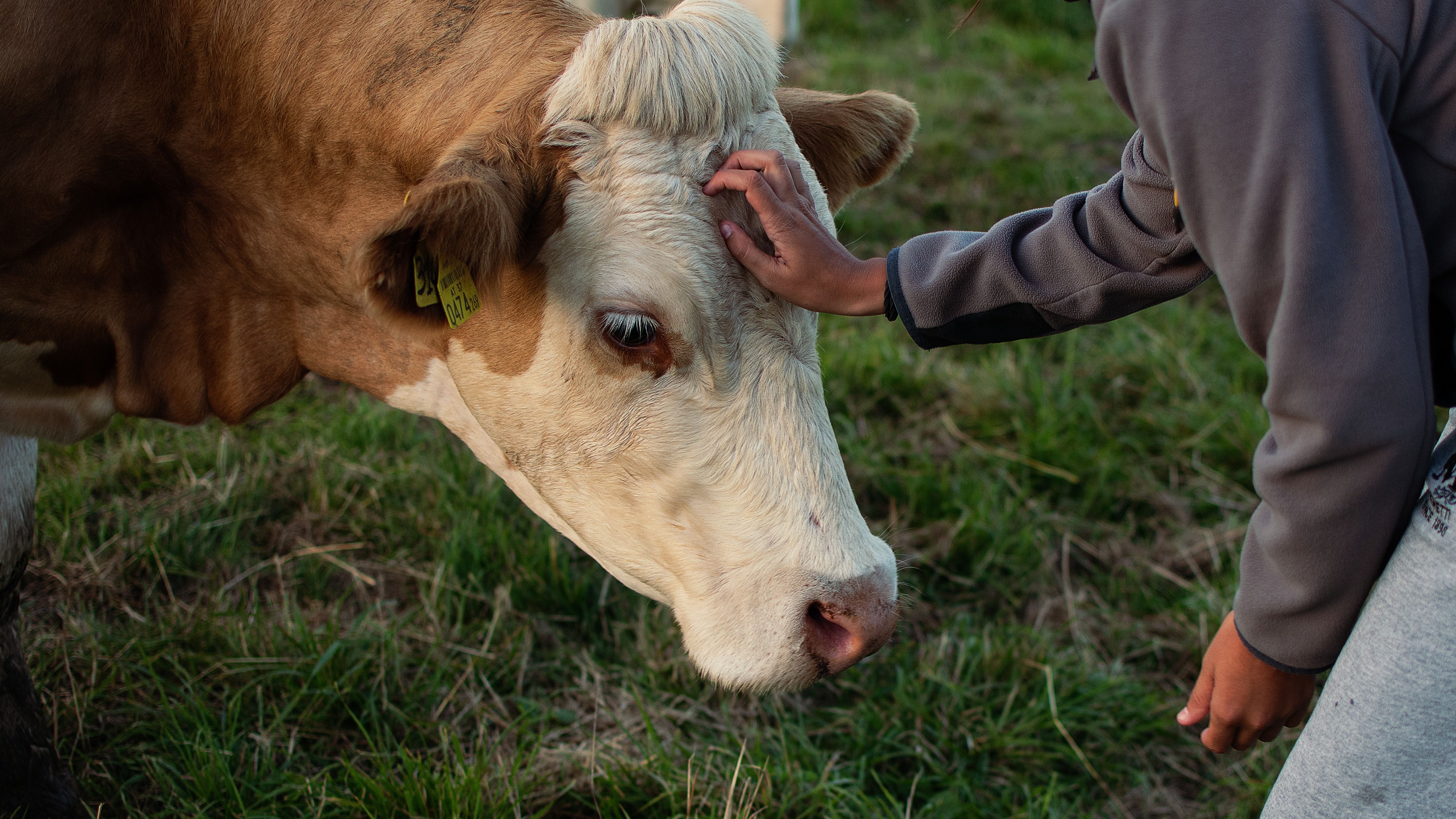 A Person Touching a Cow · Free Stock Photo