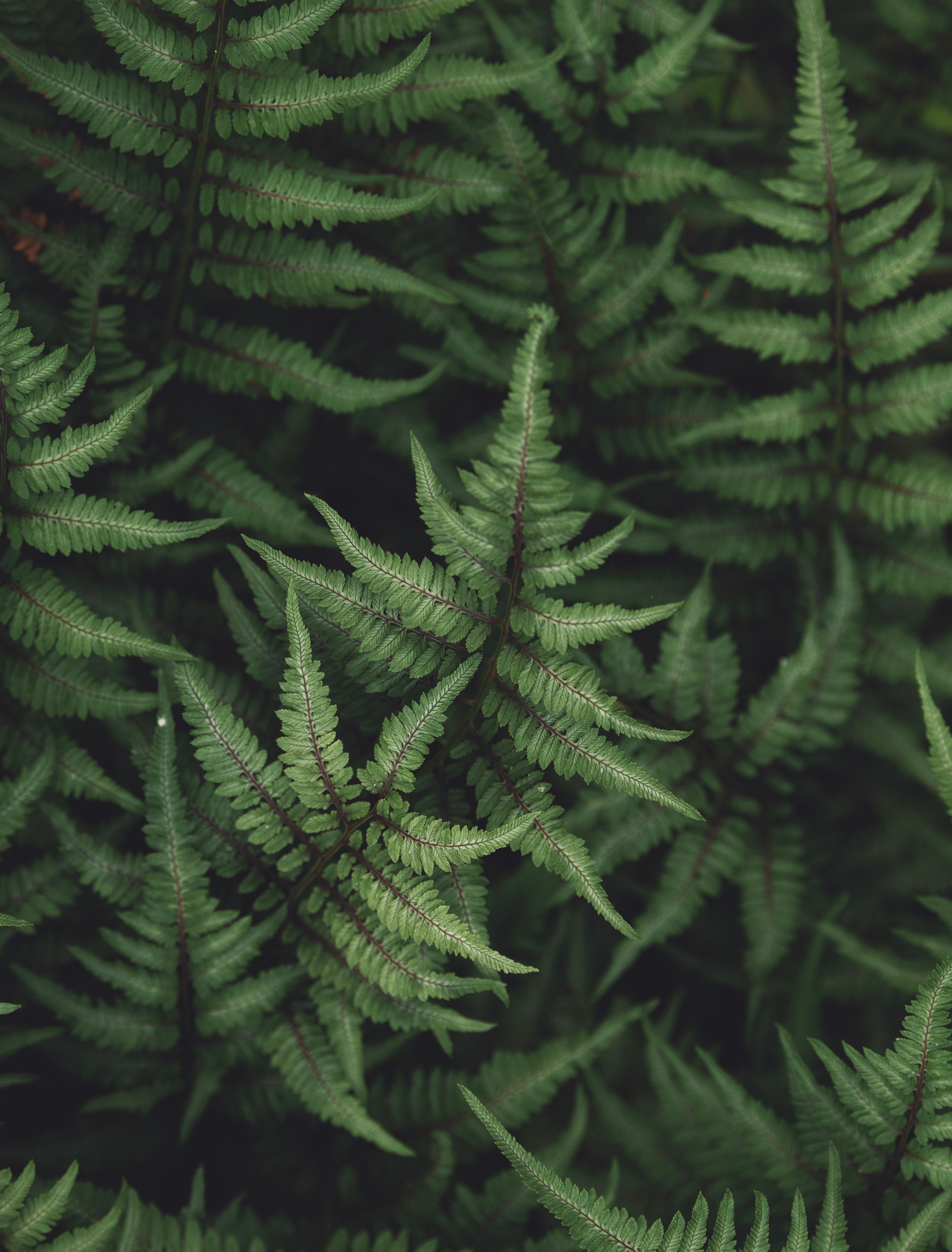 Close up of a Fern · Free Stock Photo