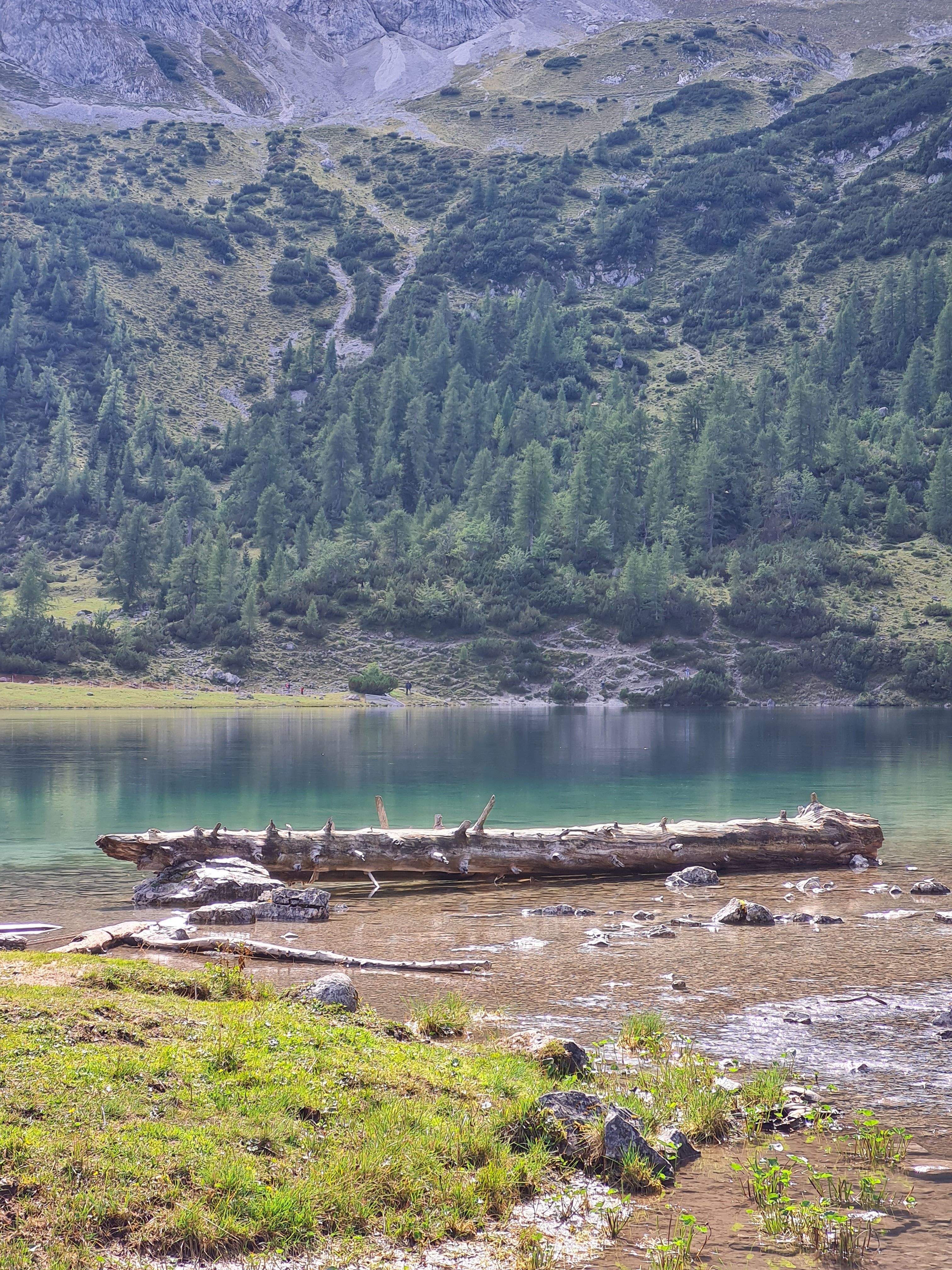 Tree Trunk on Lake · Free Stock Photo