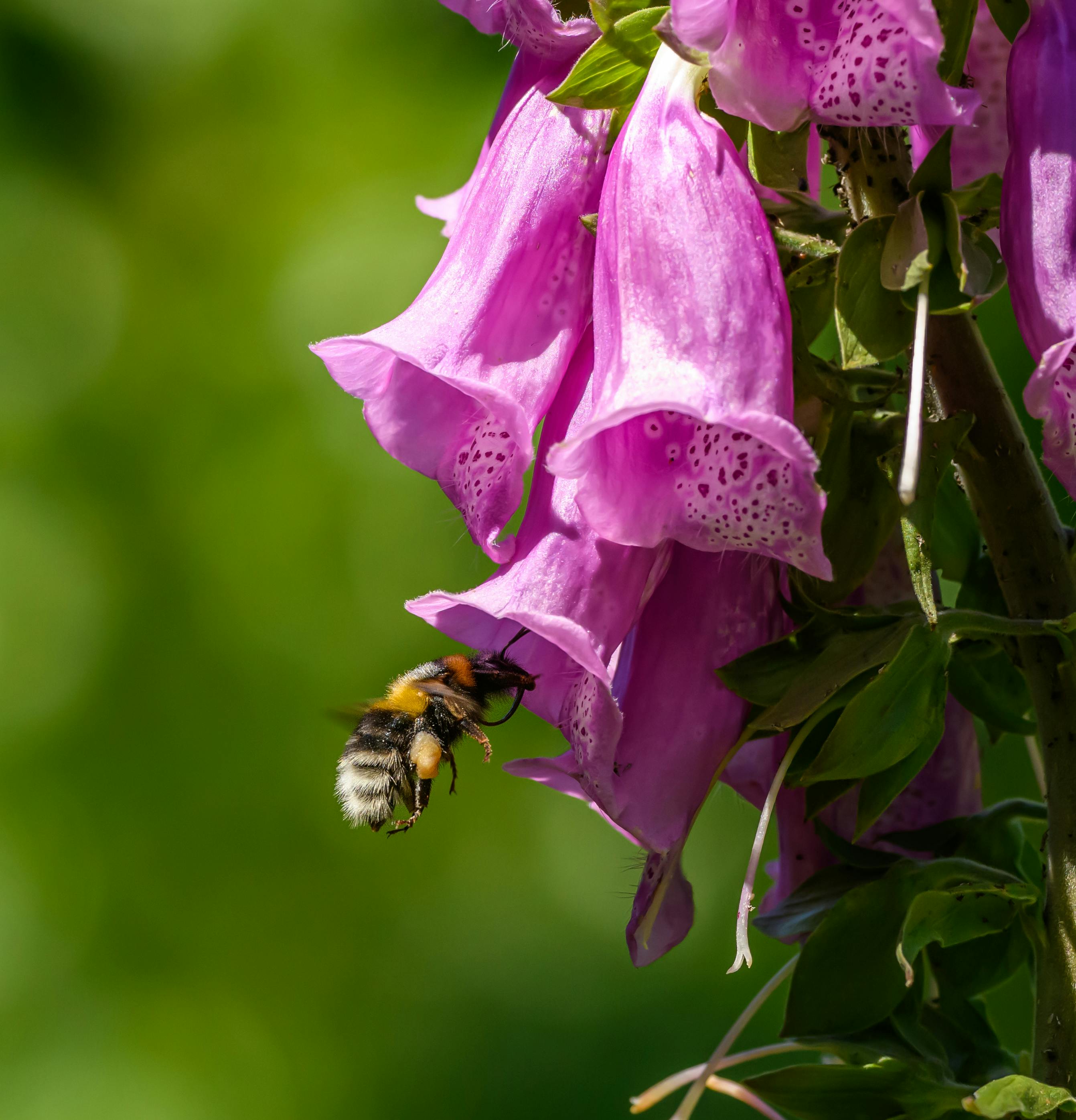 Bee Flying over Flower · Free Stock Photo