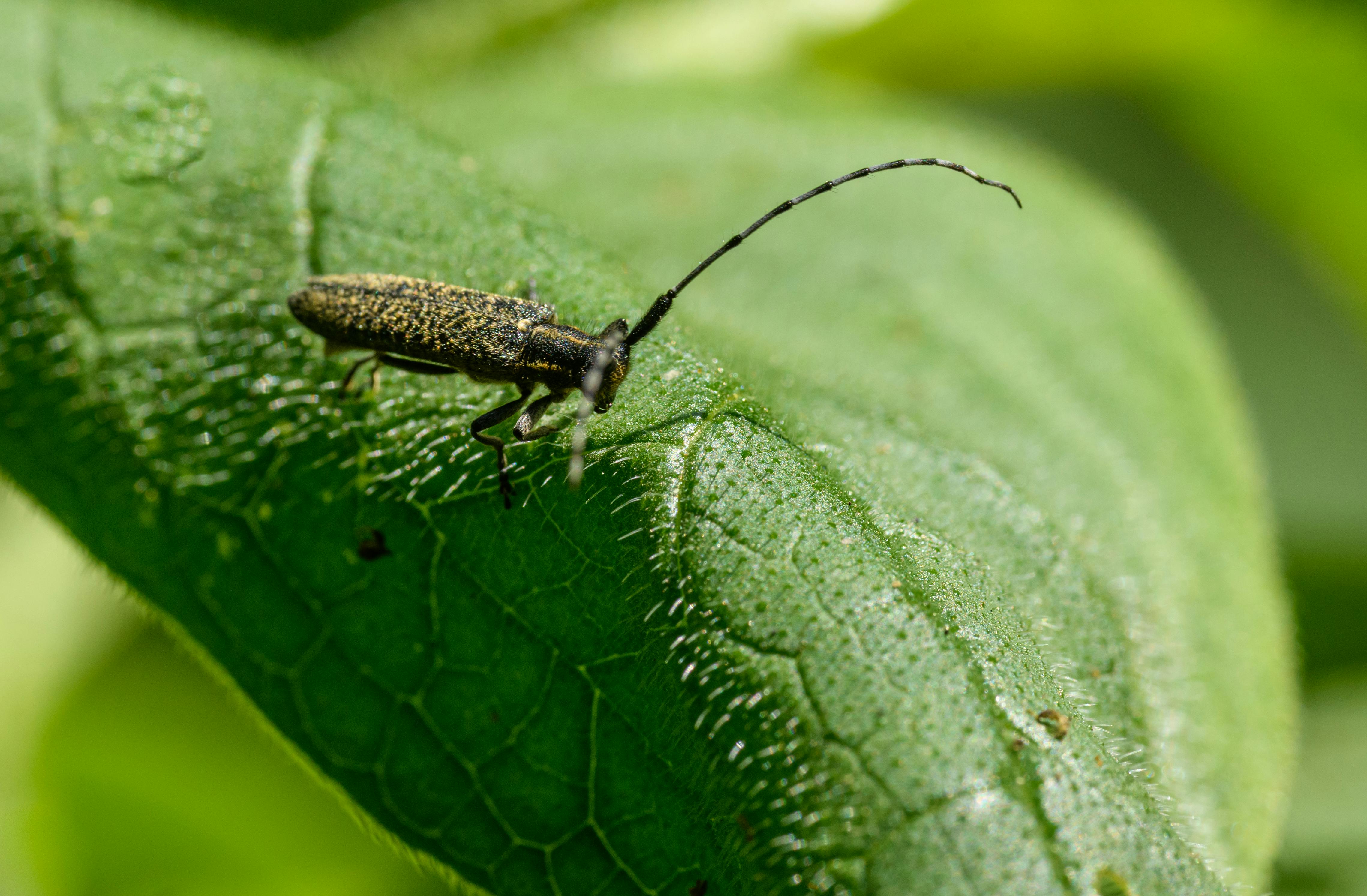 Close up of Beetle on Leaf · Free Stock Photo