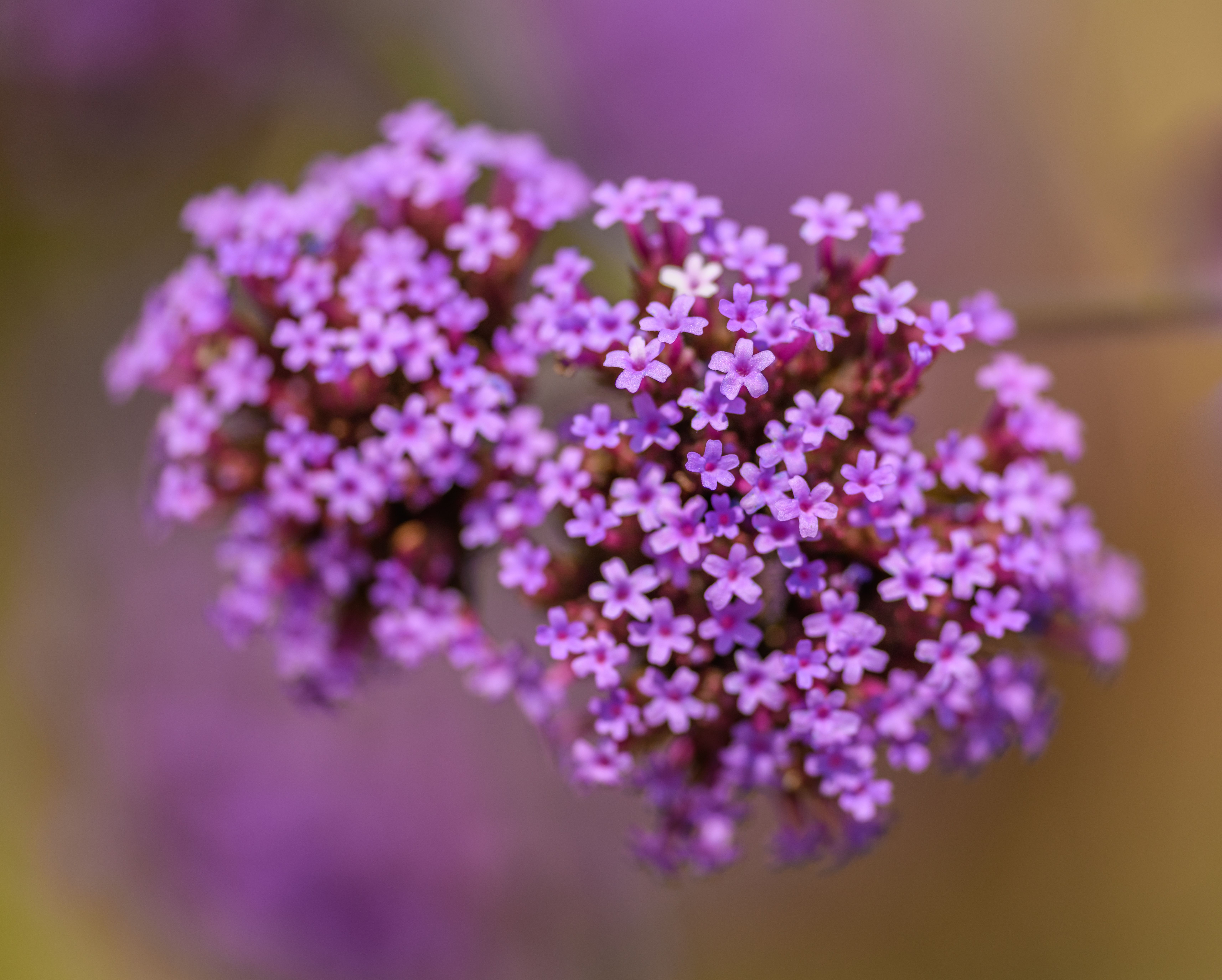 Close up of a Purpletop Vervain · Free Stock Photo