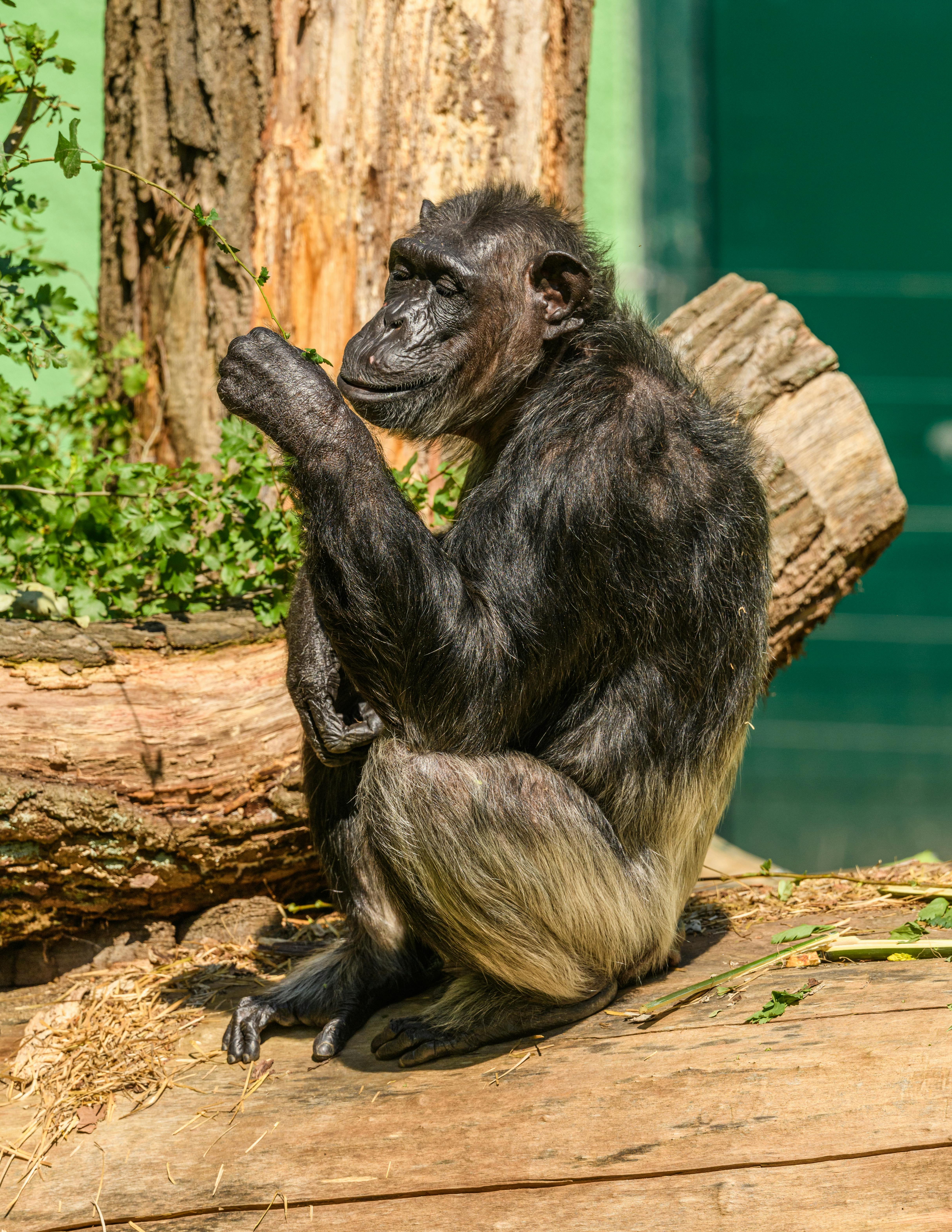 A Monkey in a Zoo · Free Stock Photo