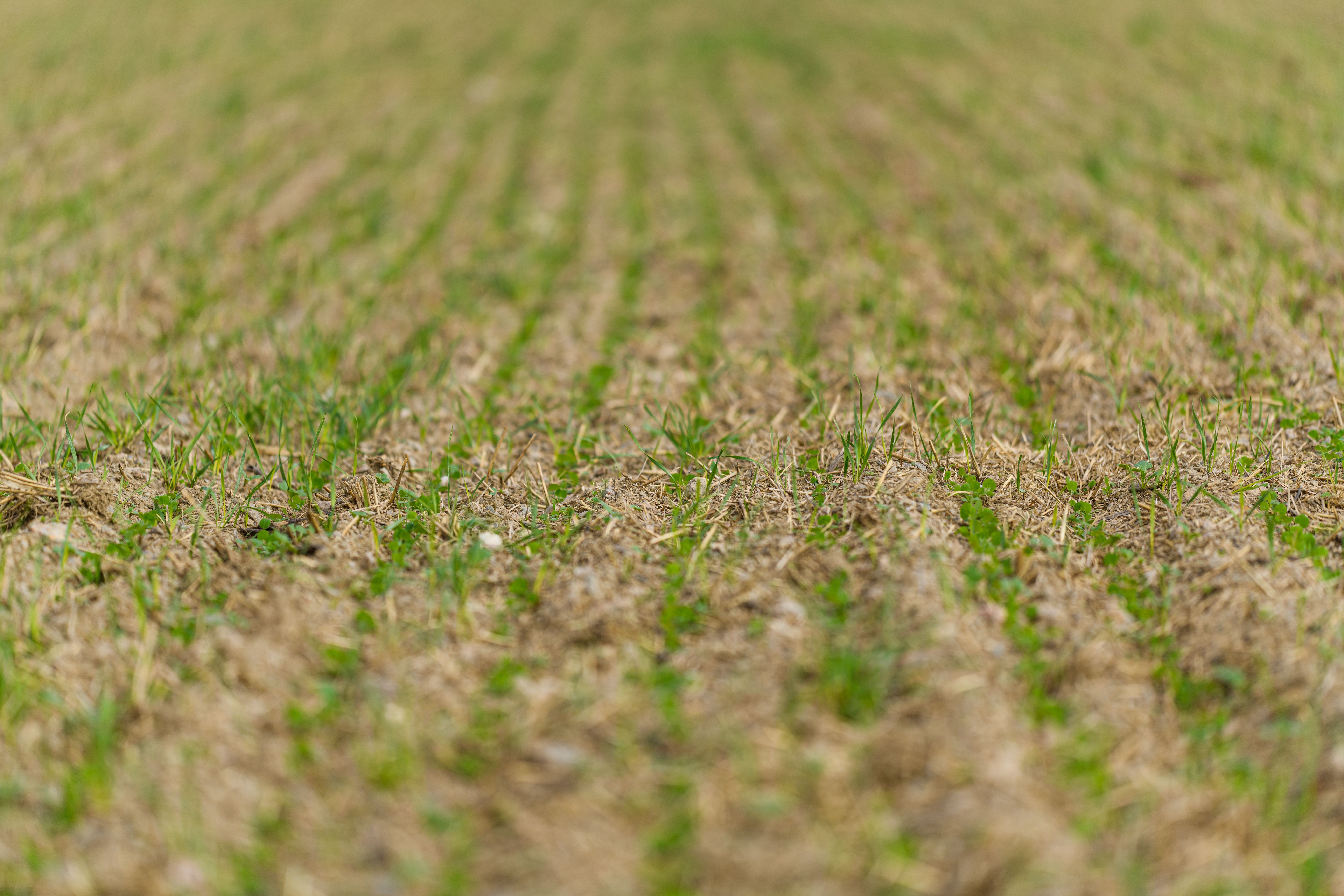 Grass on Rural Field · Free Stock Photo