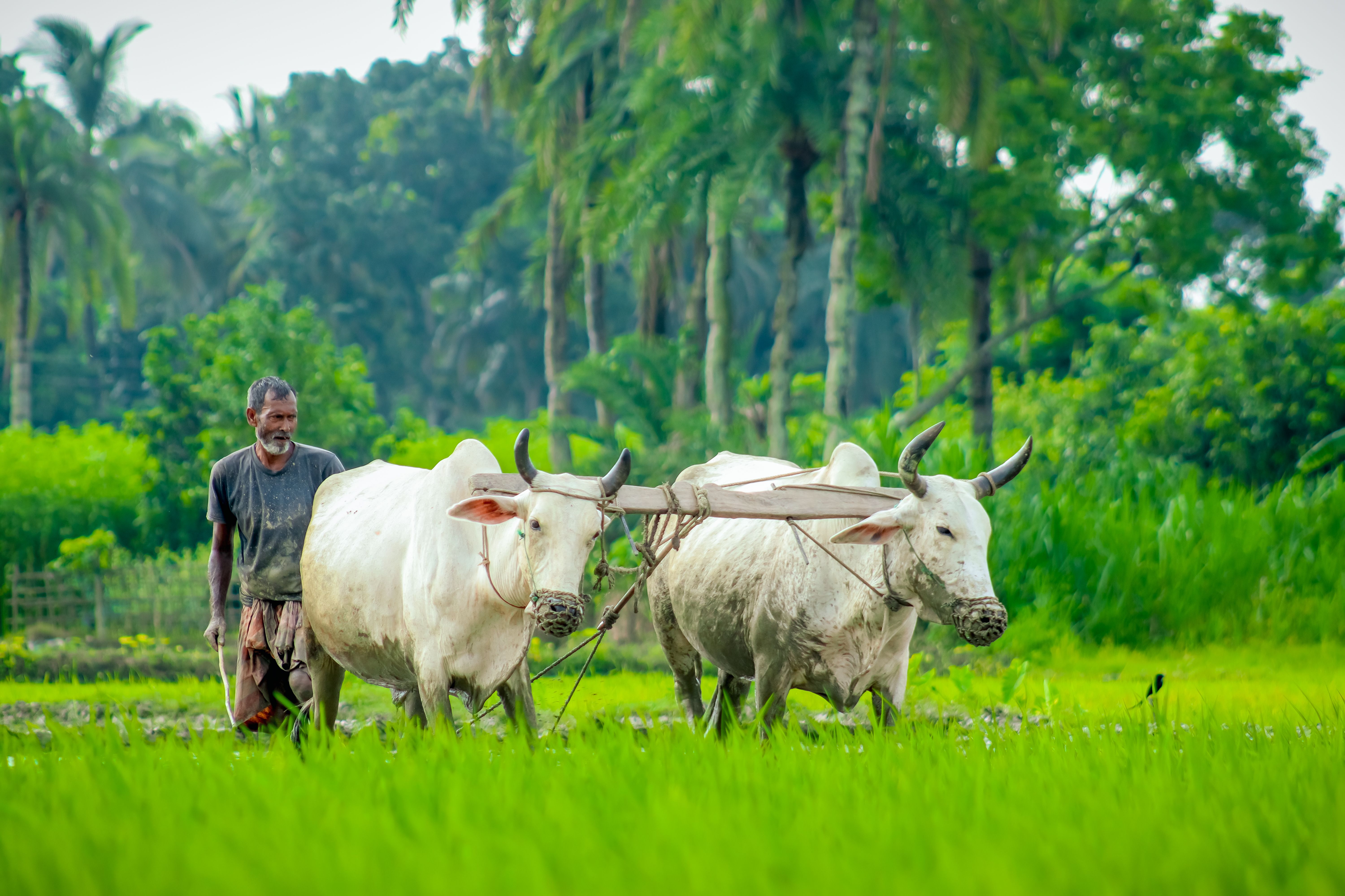 Farmer with Oxes on Field · Free Stock Photo