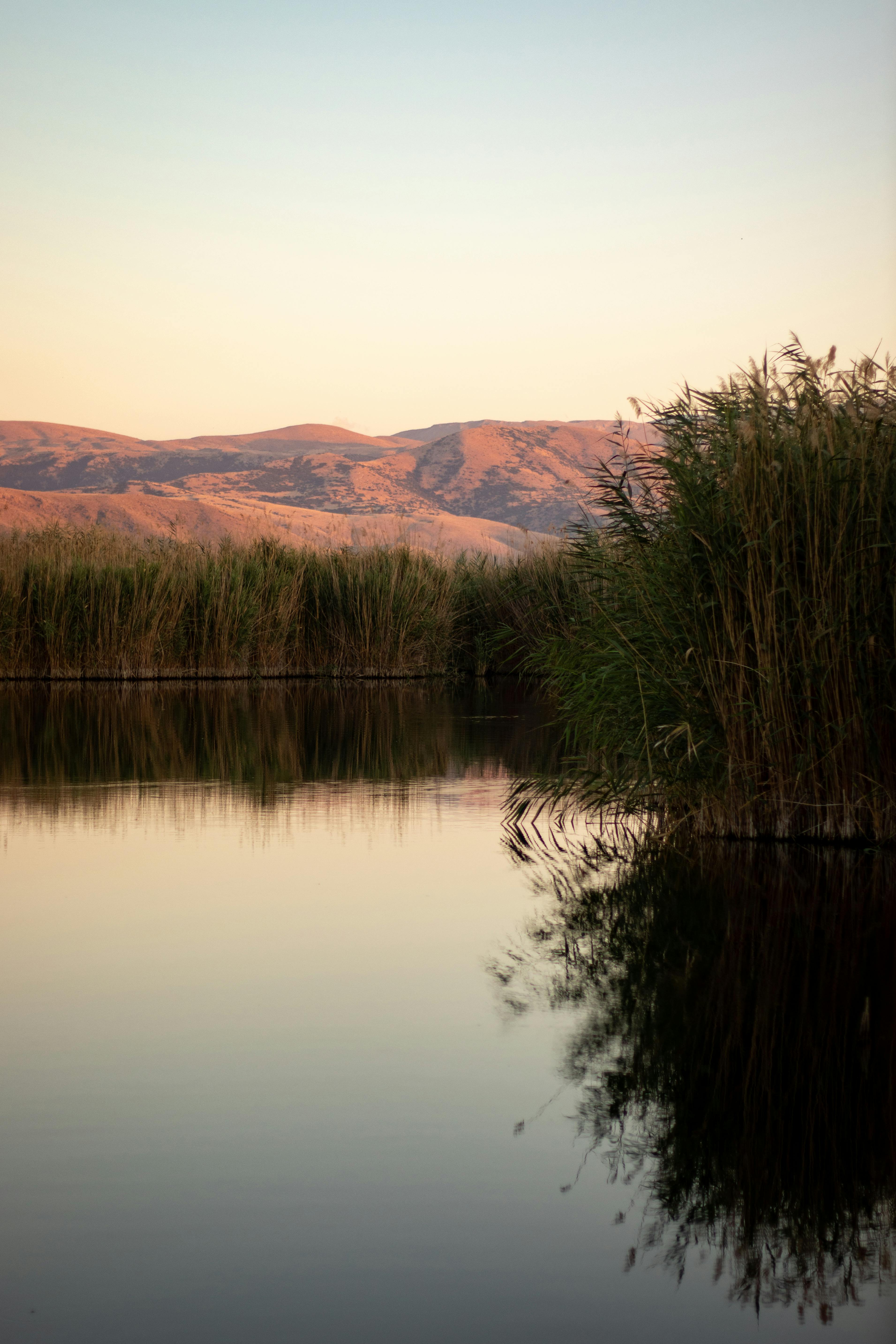 Lake with Rushes at Sunset · Free Stock Photo