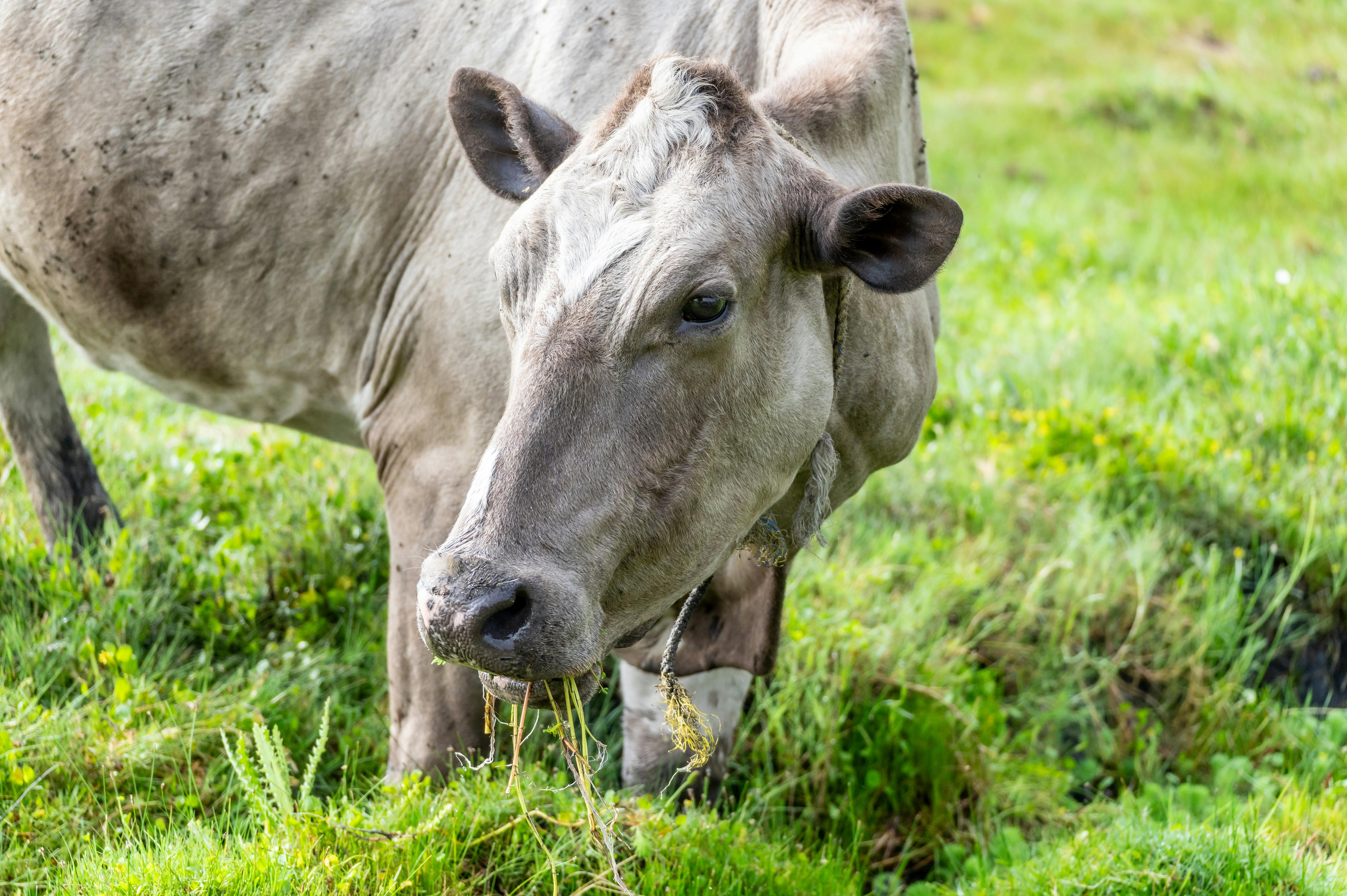 Portrait of Cow Standing in Pasture · Free Stock Photo