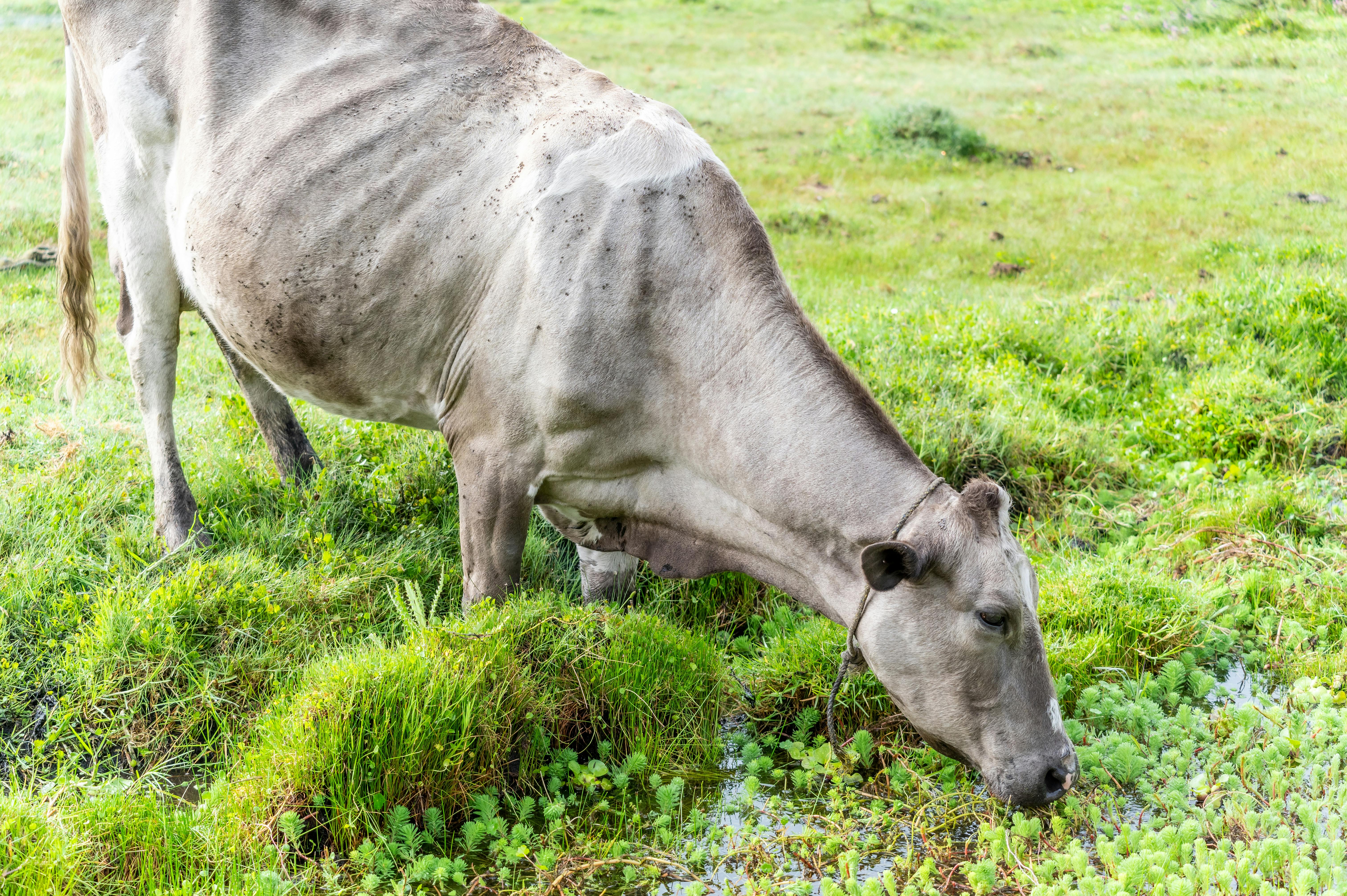 Close-up of a Cow on a Pasture · Free Stock Photo