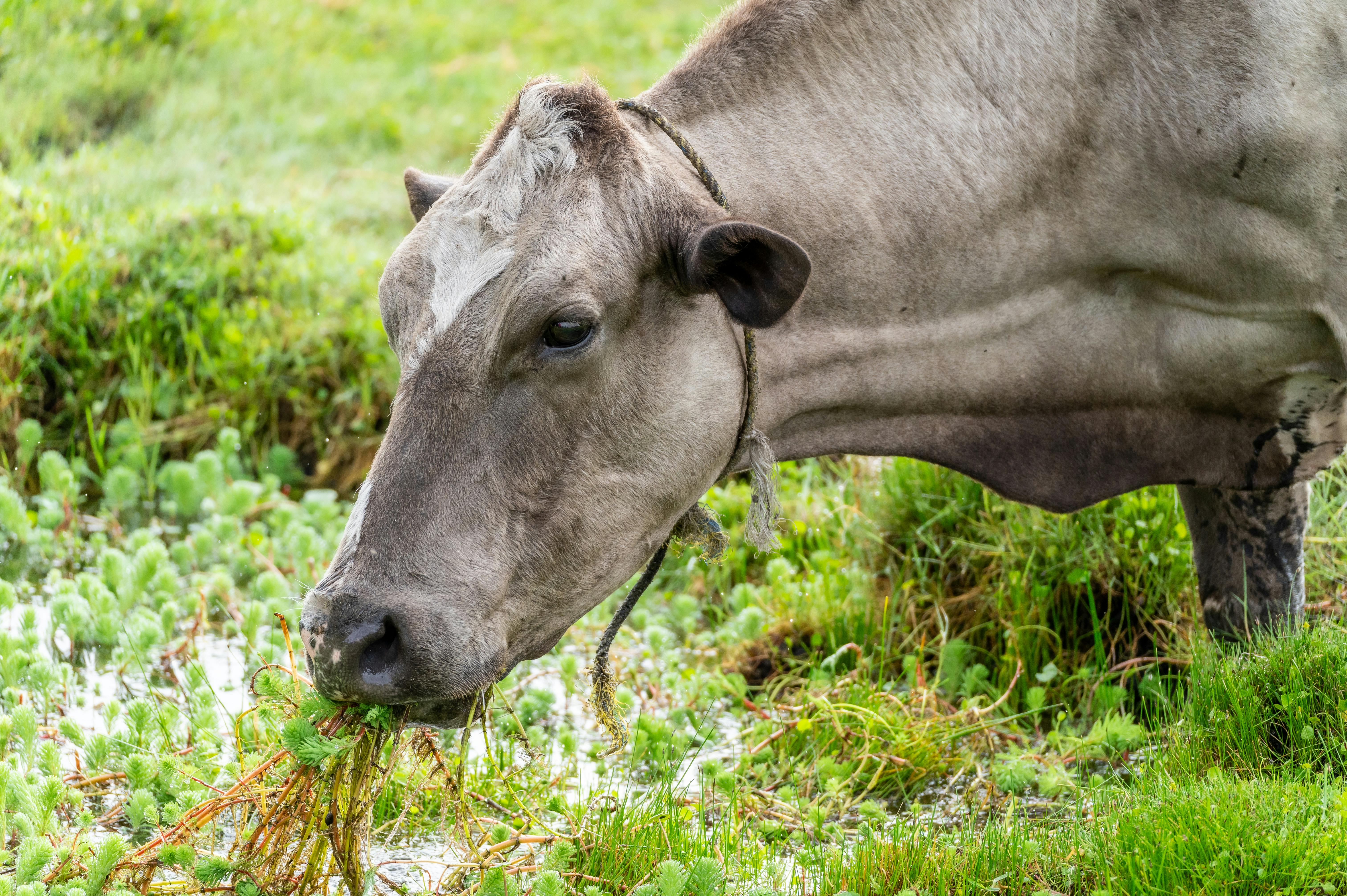 Cow over Water Puddle · Free Stock Photo