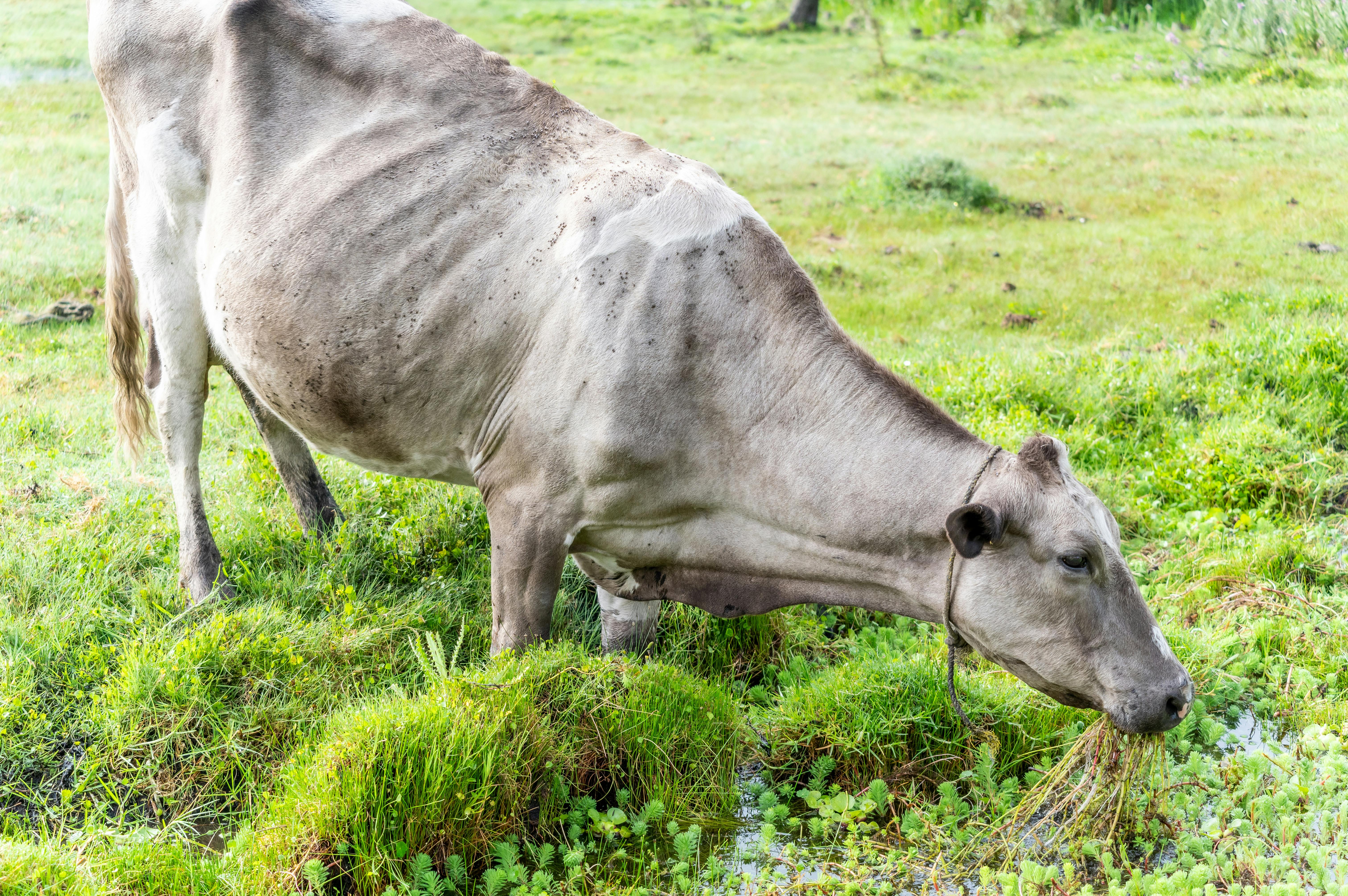 A cow eating grass in a field · Free Stock Photo