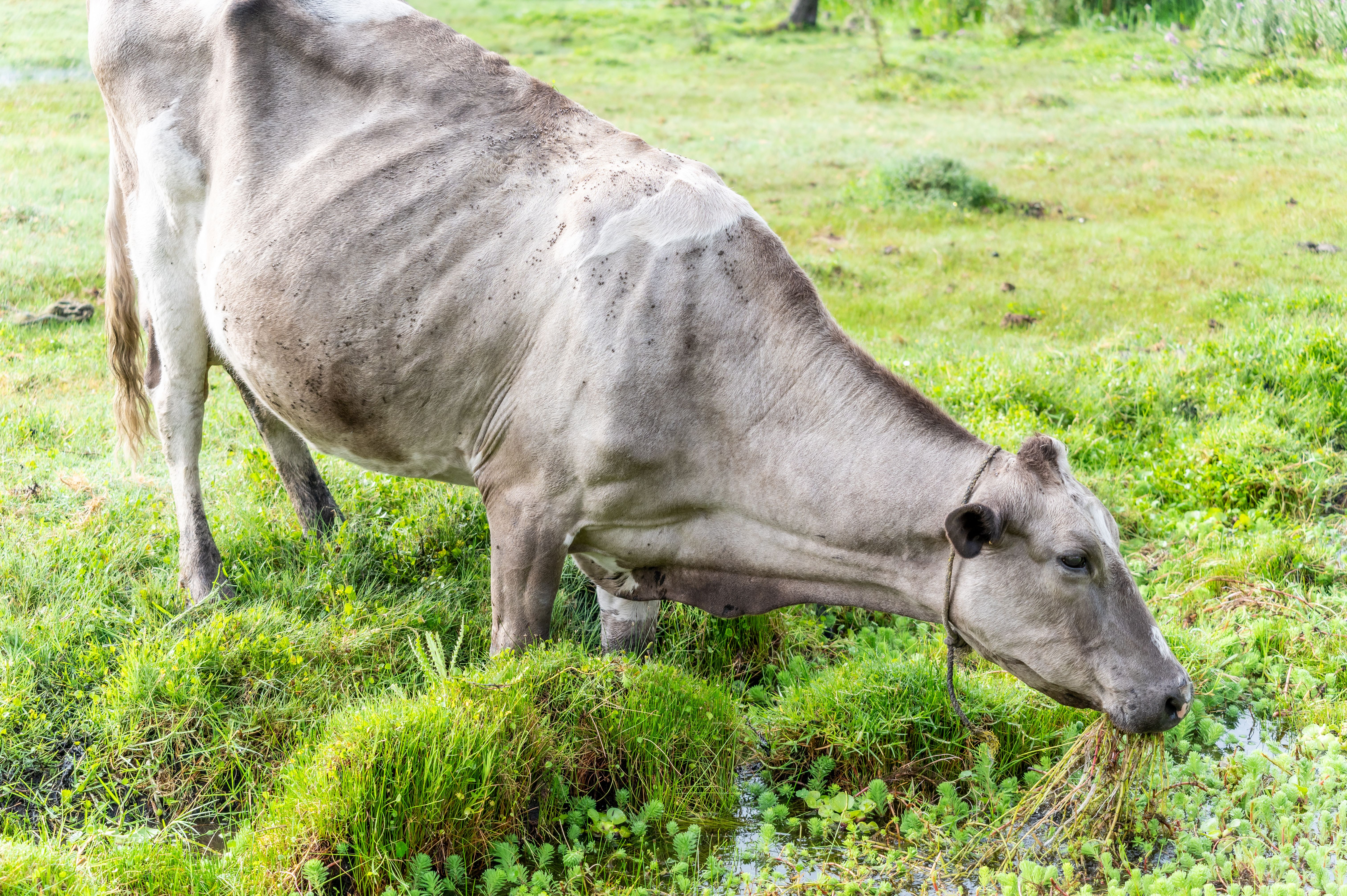 Cow on Grassland · Free Stock Photo