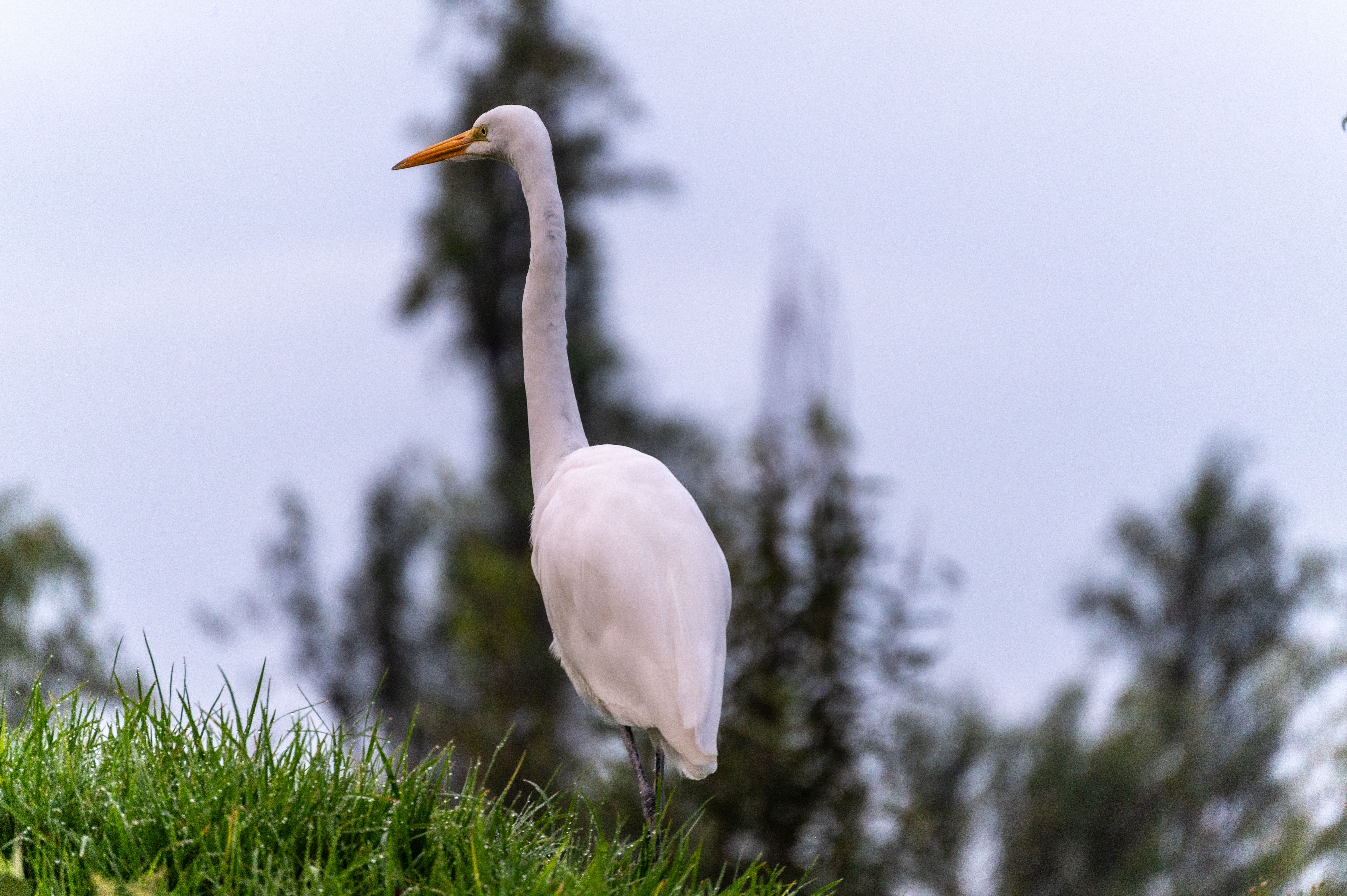 Eastern Great Egret · Free Stock Photo
